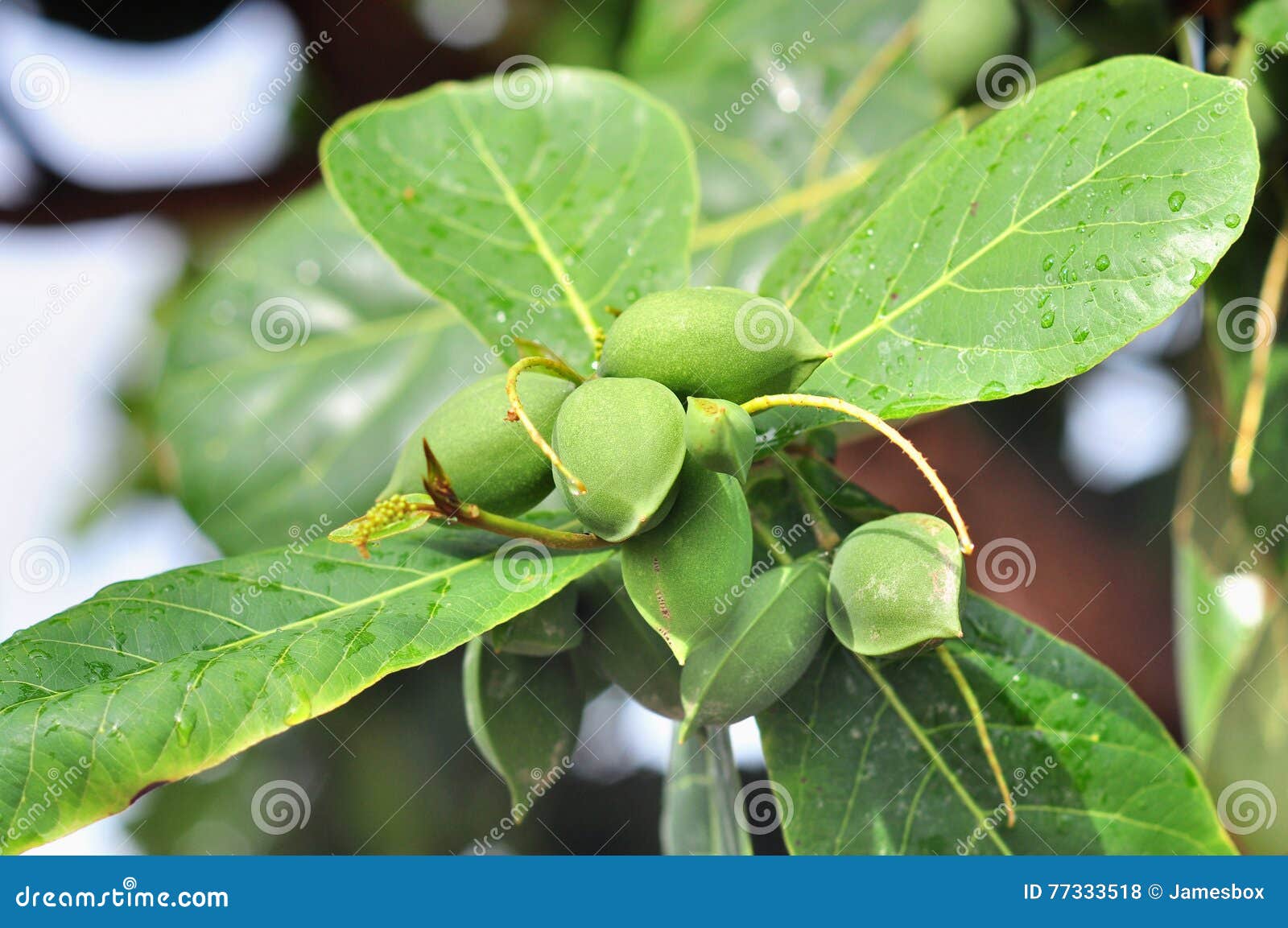 Terminalia Catappa Fruit with Green Leaves Stock Photo - Image of ...
