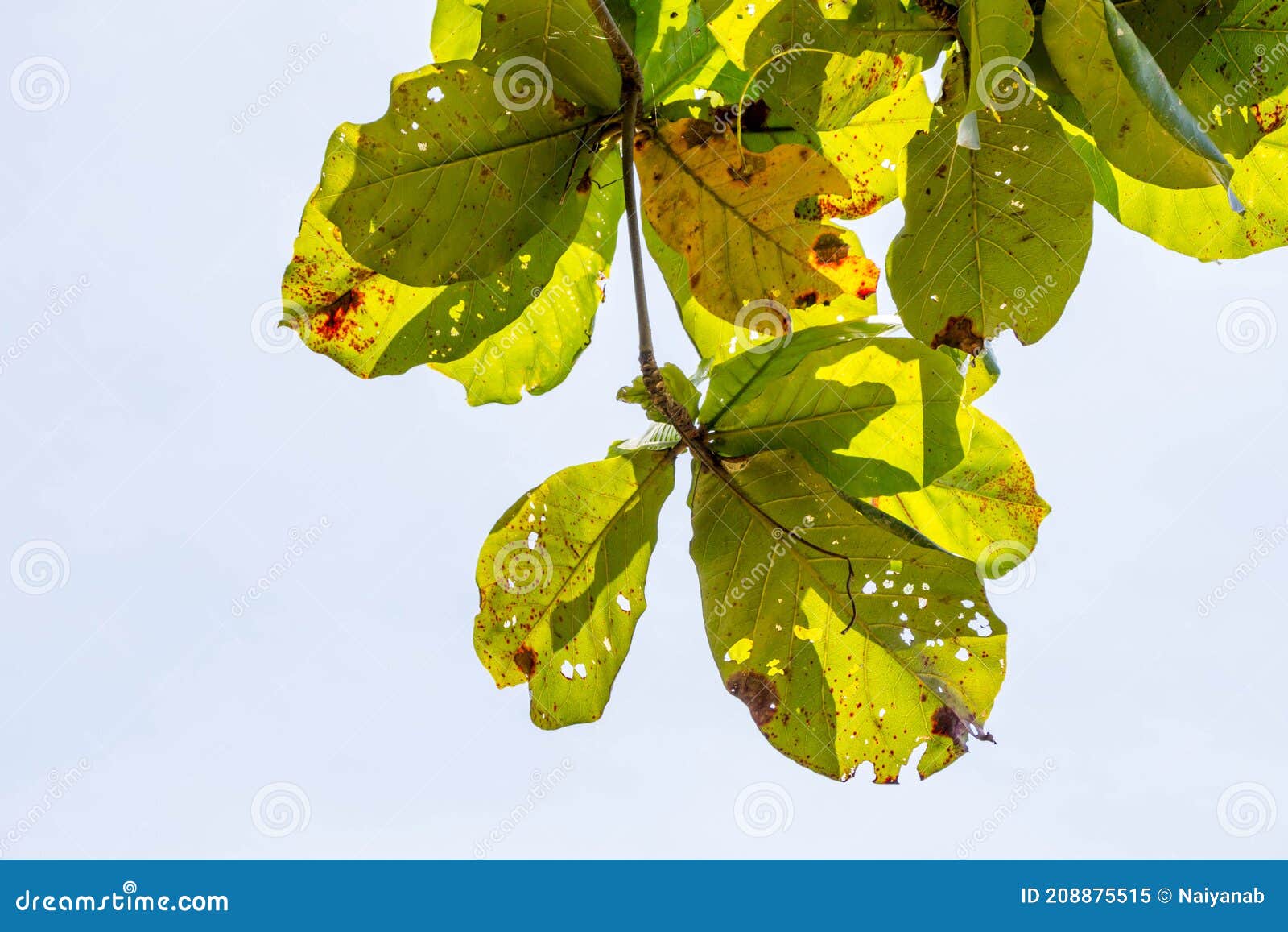 Terminalia catappa leaf imagen de archivo. Imagen de cubo - 208875515