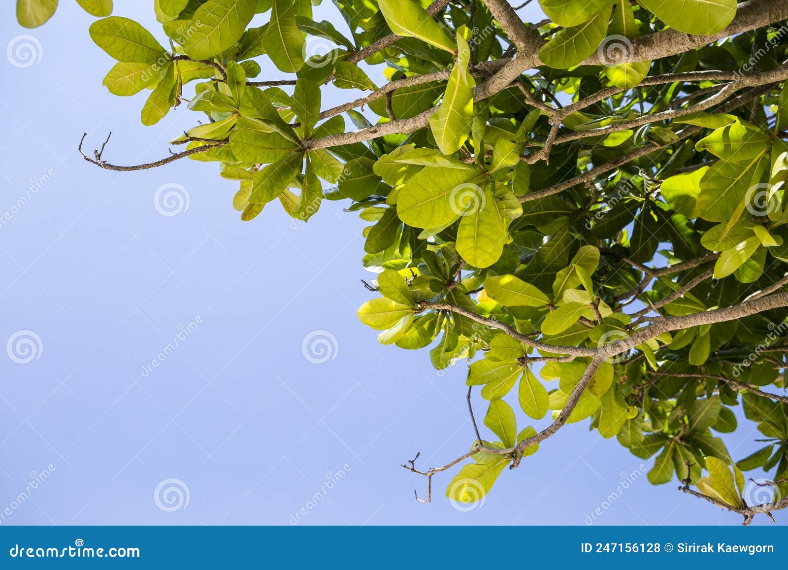 Terminalia Catappa Leaves with Blue Sky Background, Nature Background ...