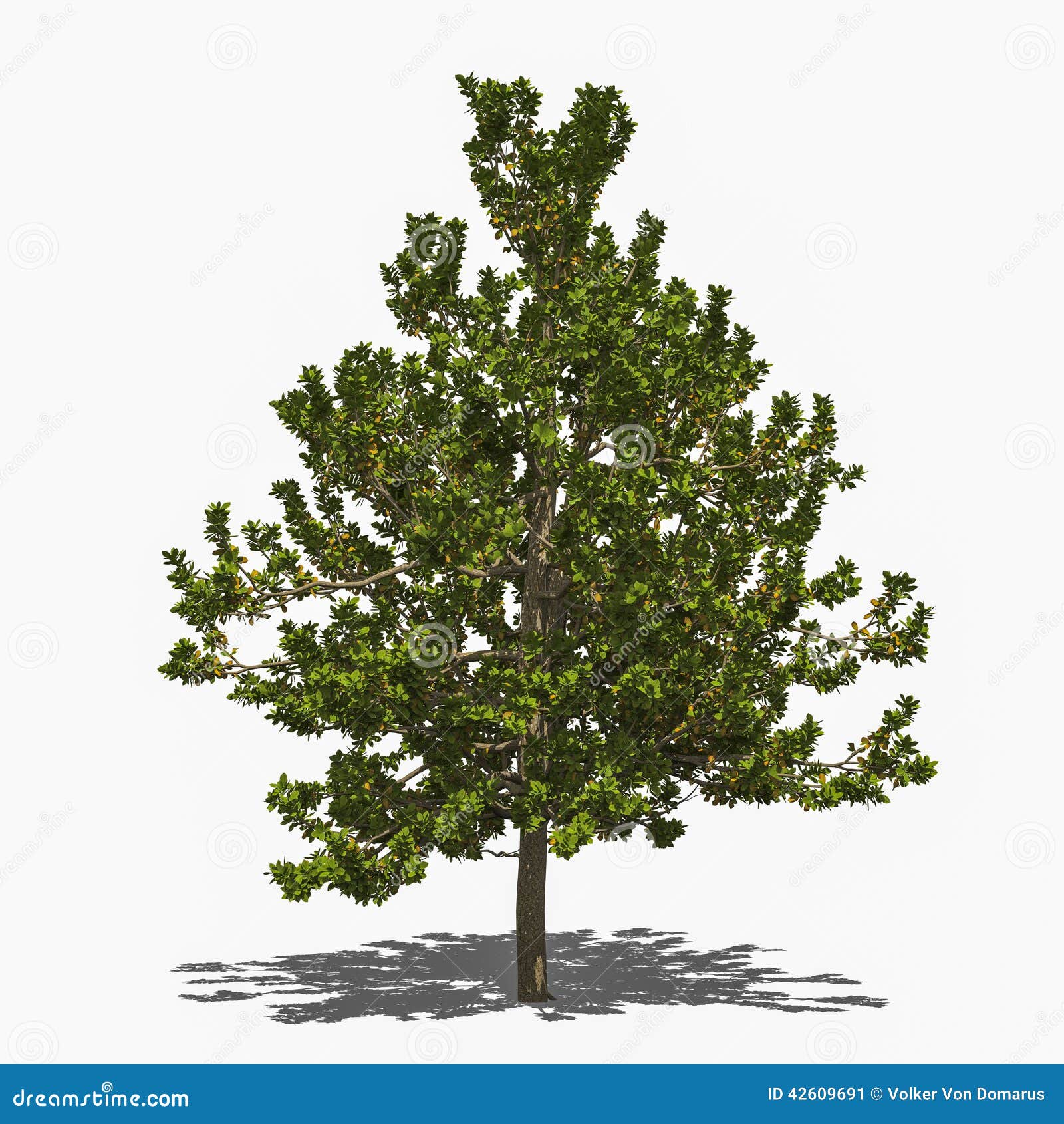 Terminalia Catappa (summer) Stock Illustration - Illustration of tree ...