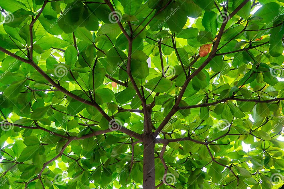An Leaves of a Terminalia Catappa Tree from Below Stock Photo - Image ...