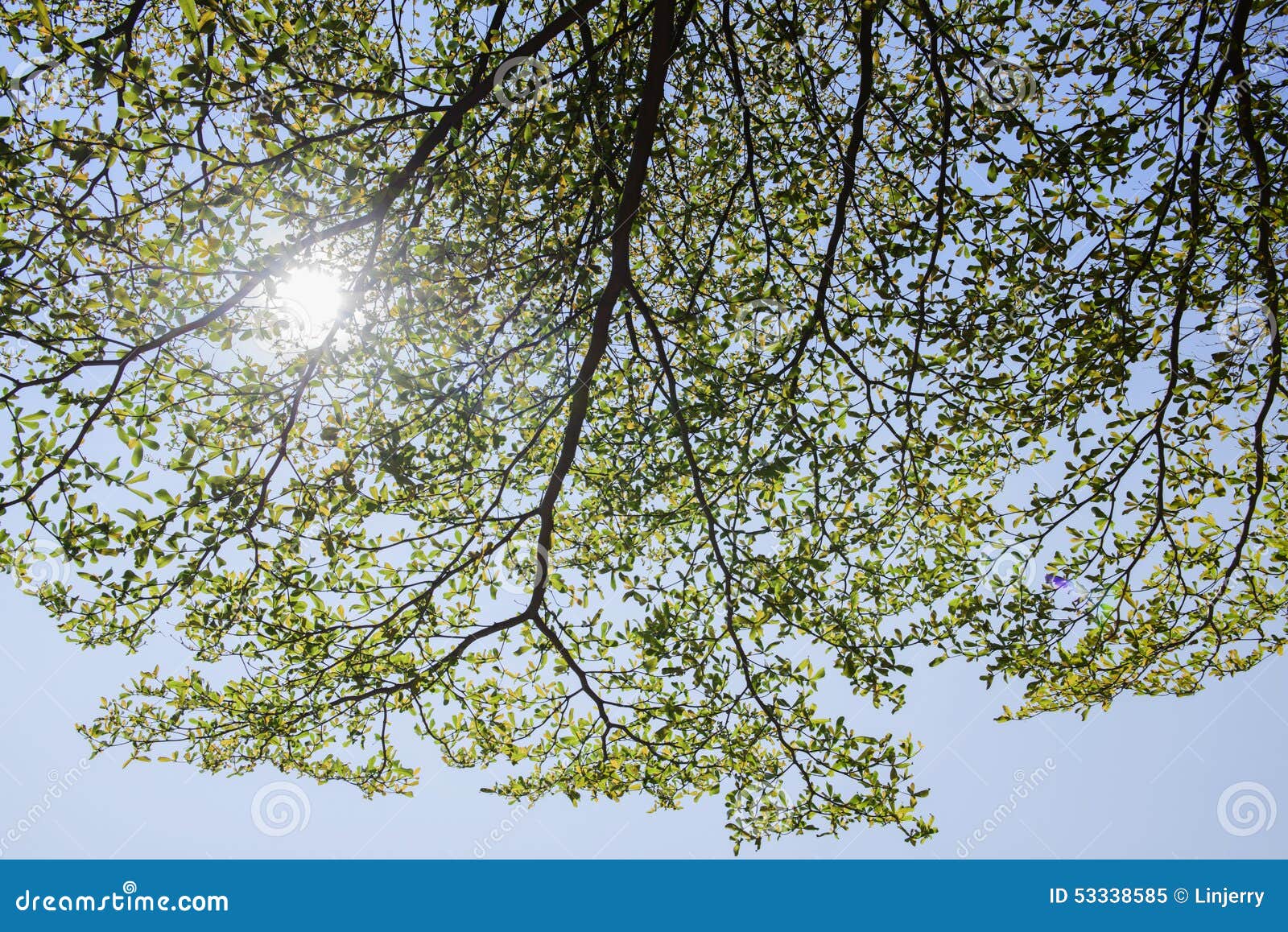 Terminalia catappa tree stock image. Image of isolated - 53338585