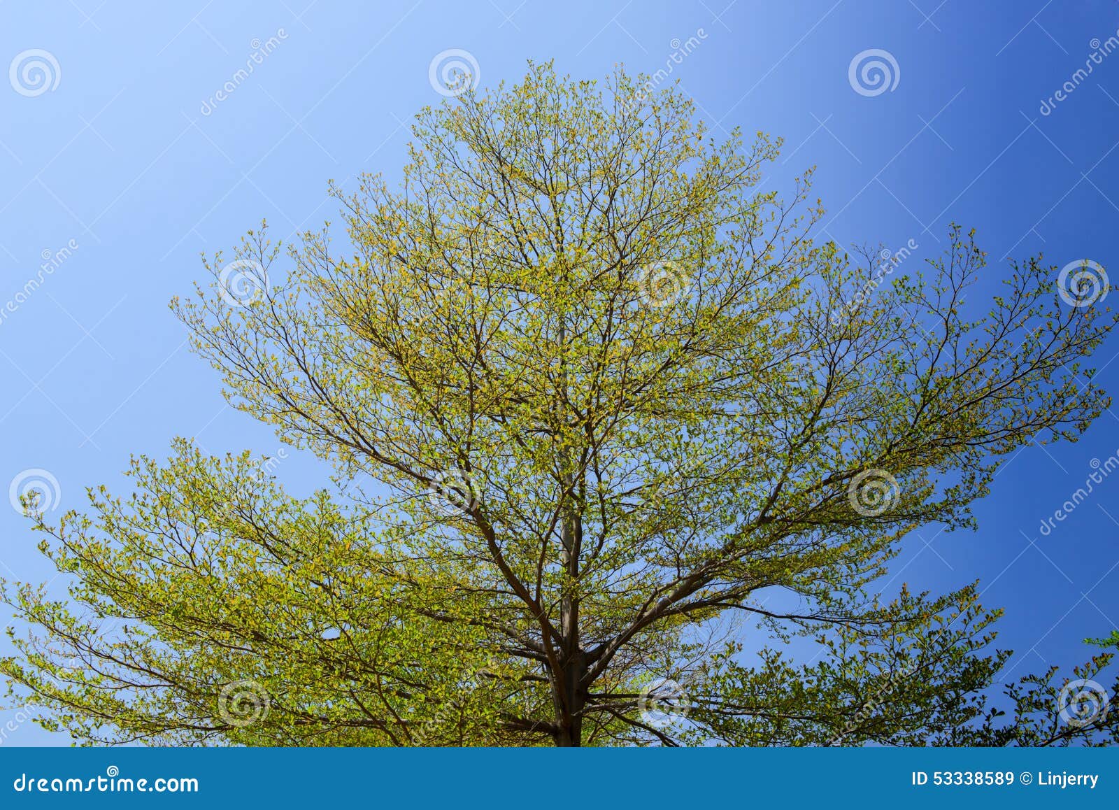 Terminalia catappa tree stock image. Image of pattern - 53338589