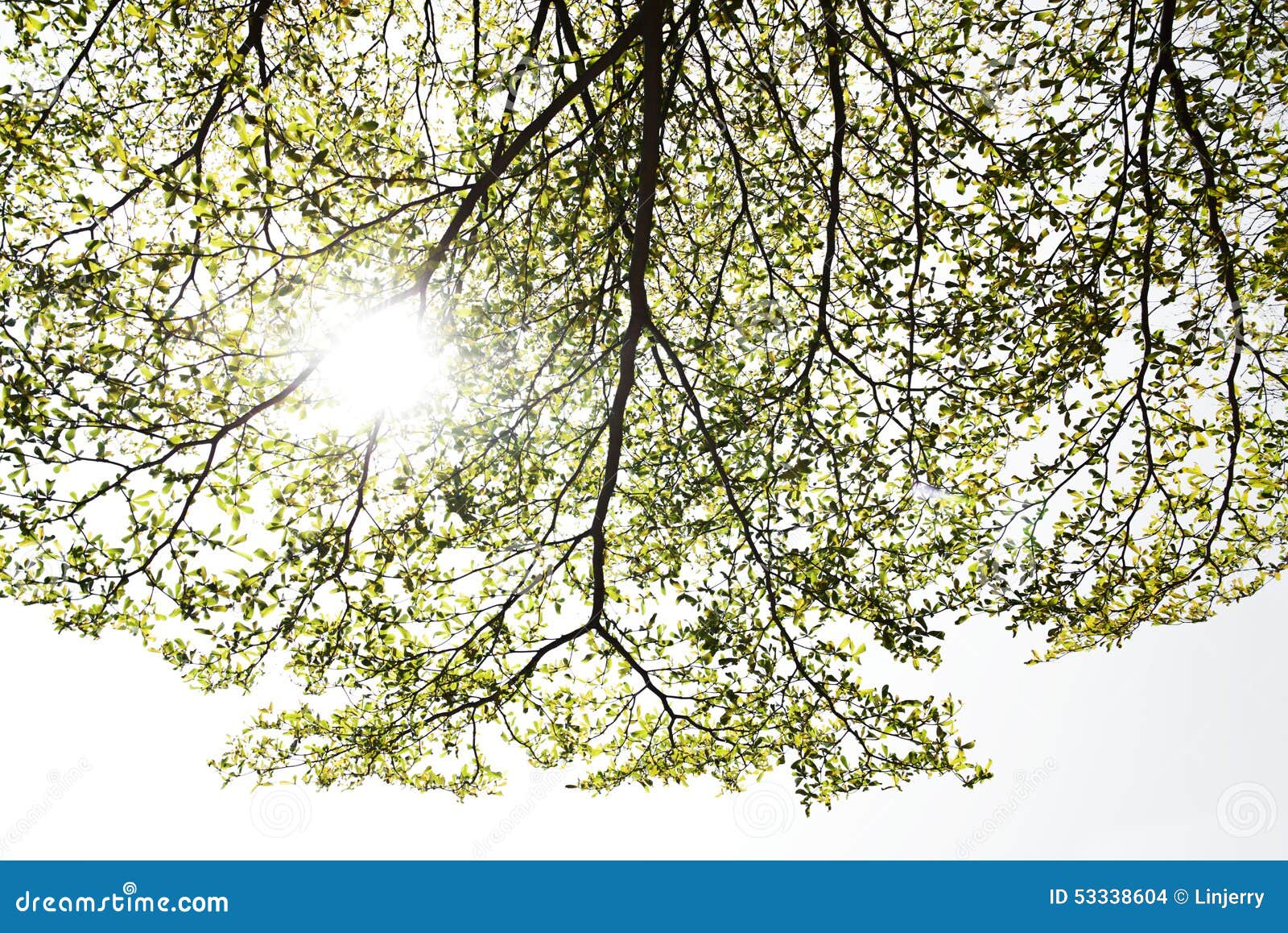 Terminalia catappa tree stock photo. Image of blue, lush - 53338604