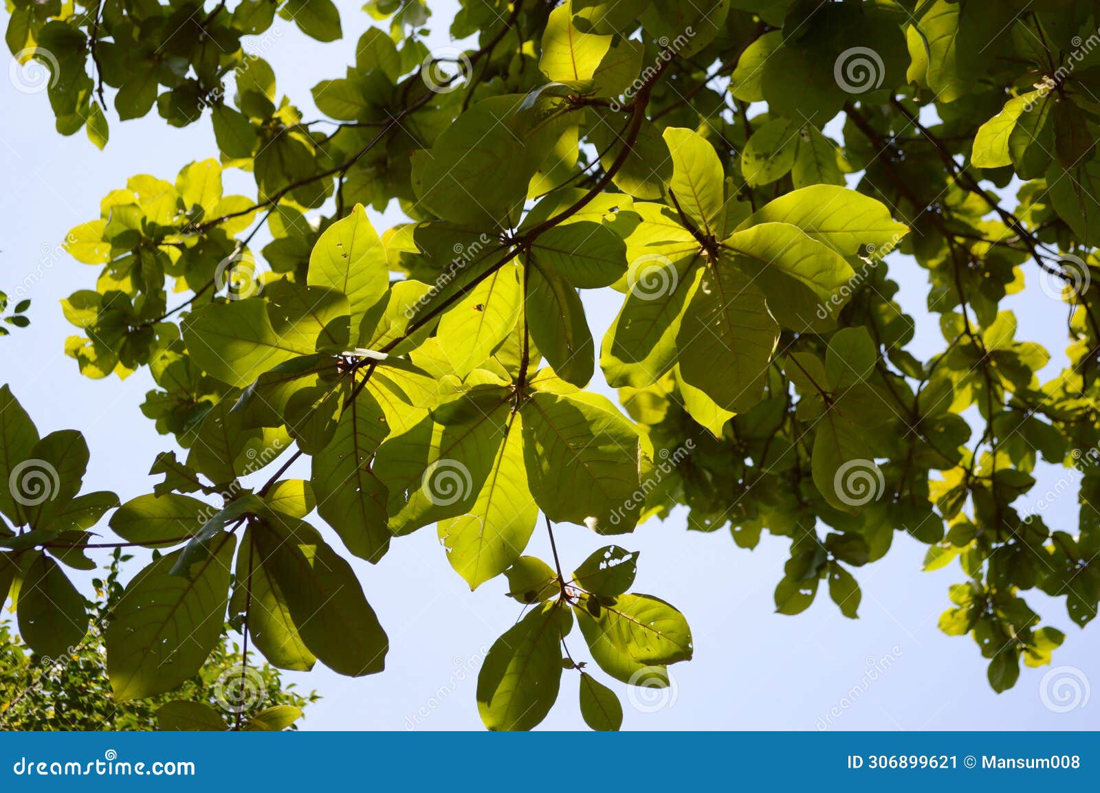A Terminalia Catappa Tree with Green Leaves and a Blue Sky Stock Image ...