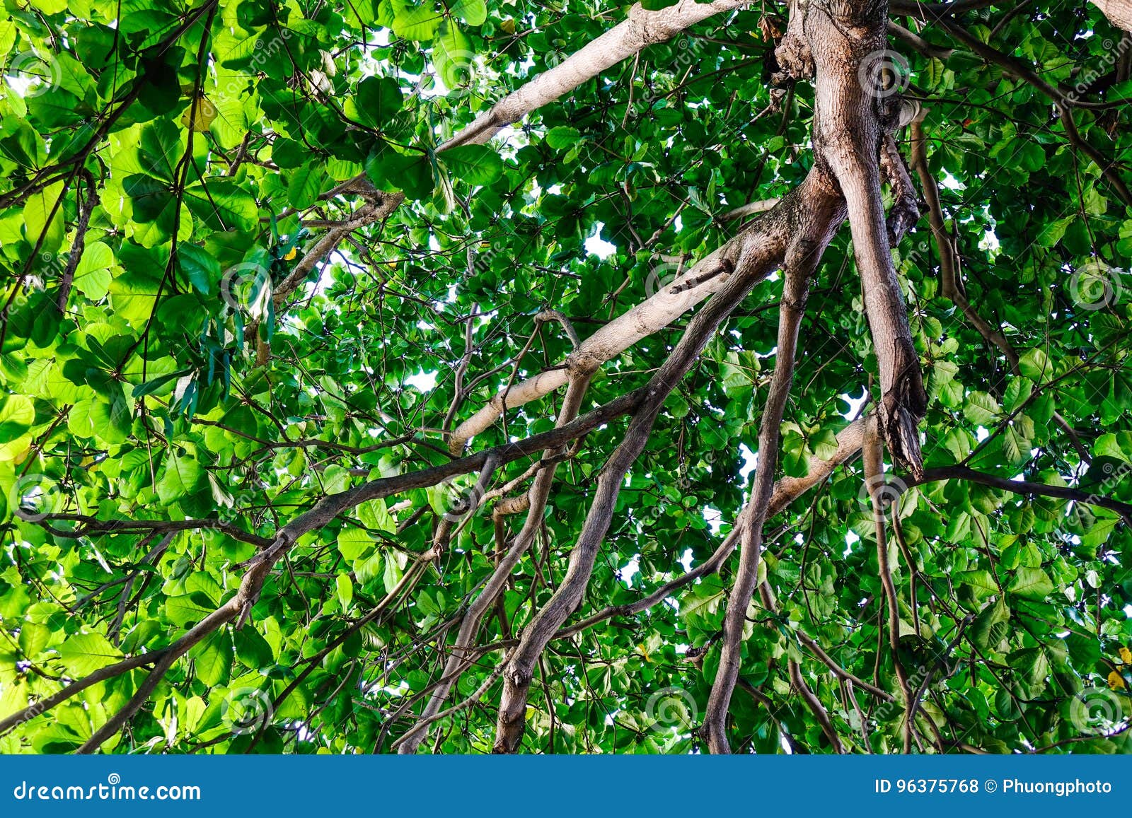 Terminalia Catappa Tree with Green Leaves Stock Photo - Image of ...