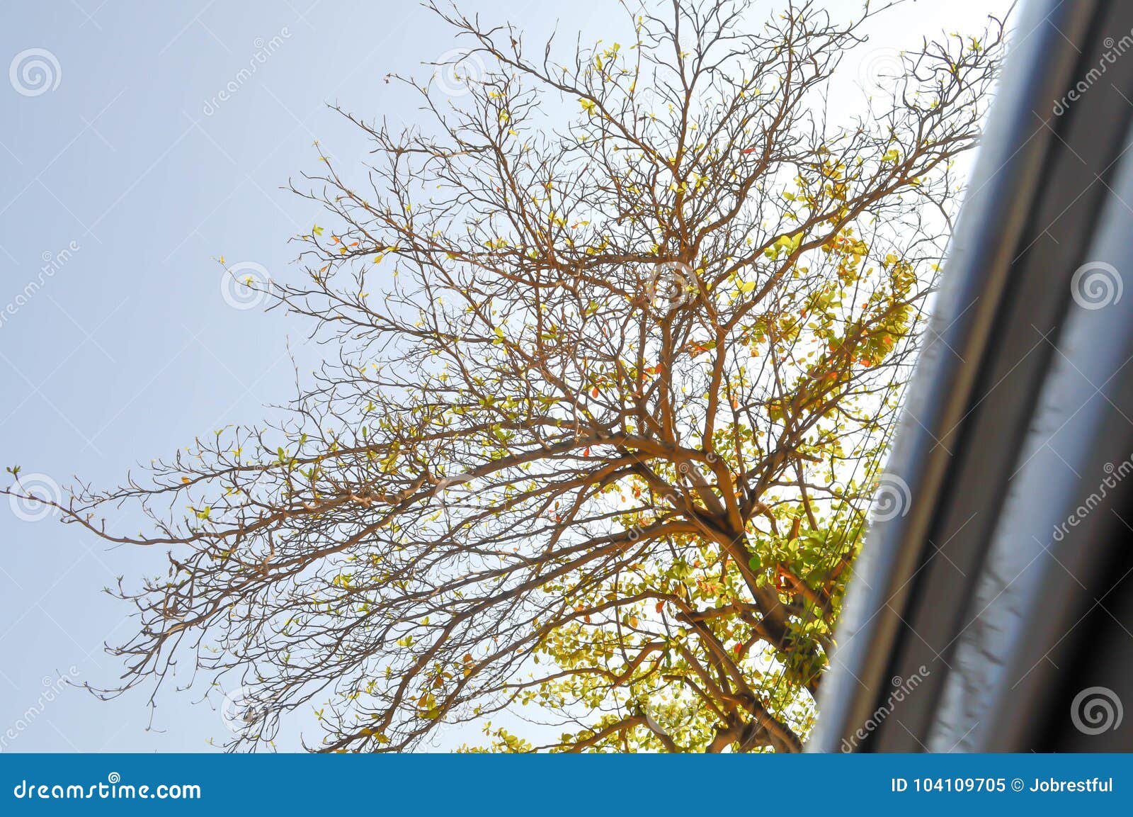 Terminalia catappa tree stock image. Image of indian - 104109705