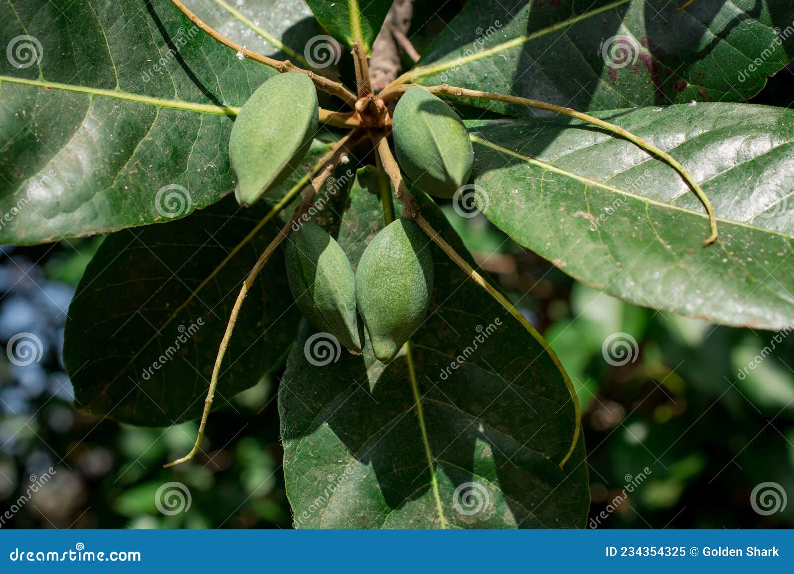 (Terminalia Catappa).Tropical Almond, Bengal Almond, Indian Almond ...