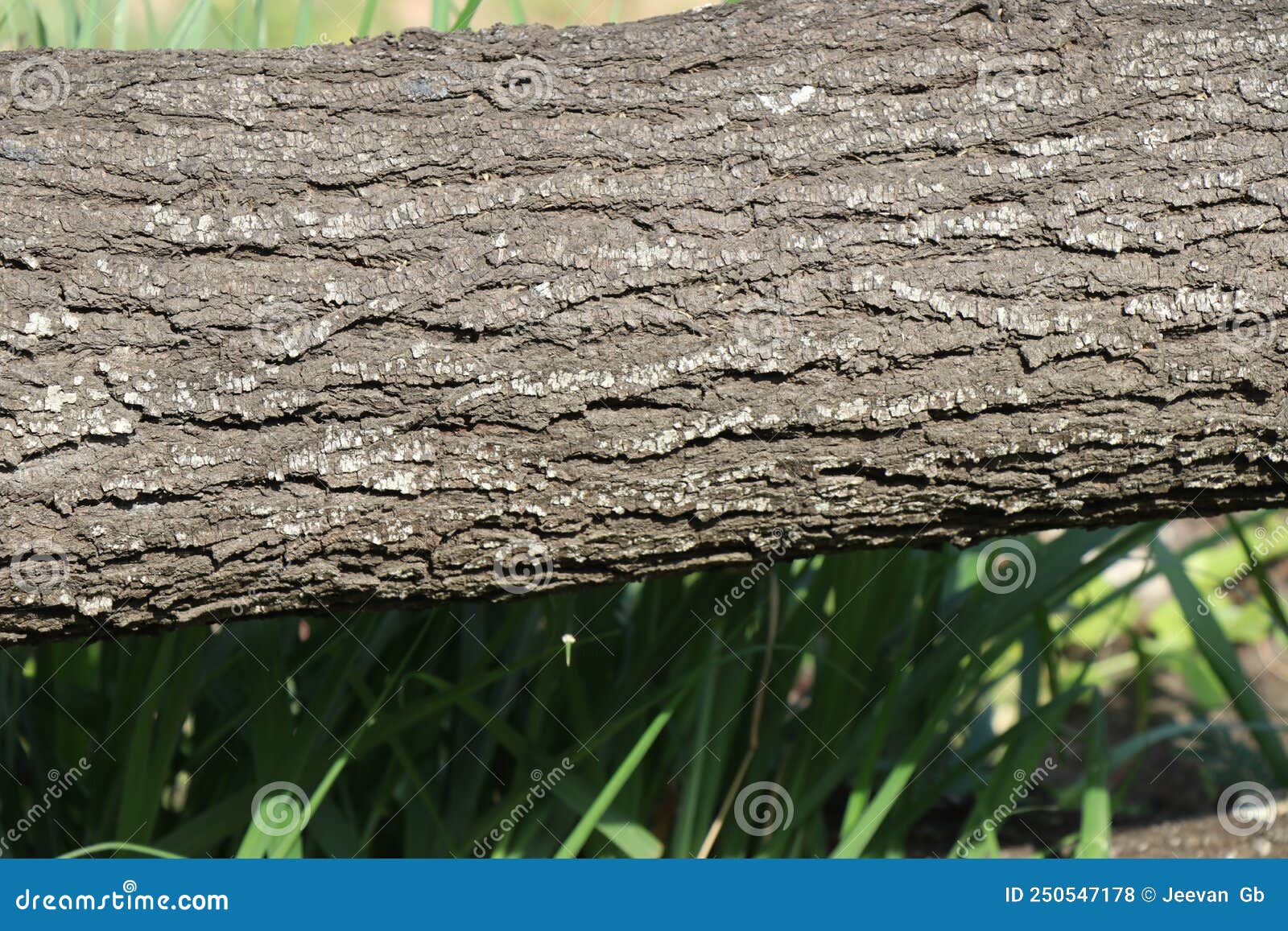 This Is The Bark Of The Terminalia Arjuna, Is A Tree Of Genus ...