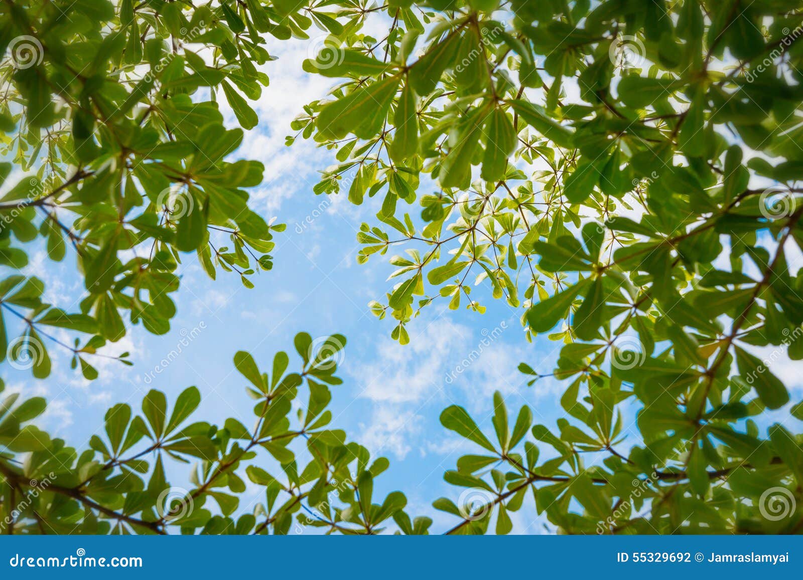 Terminalia Ivorensis Or Ivory Coast Almond Or Idigbo Or Black Afara Or ...