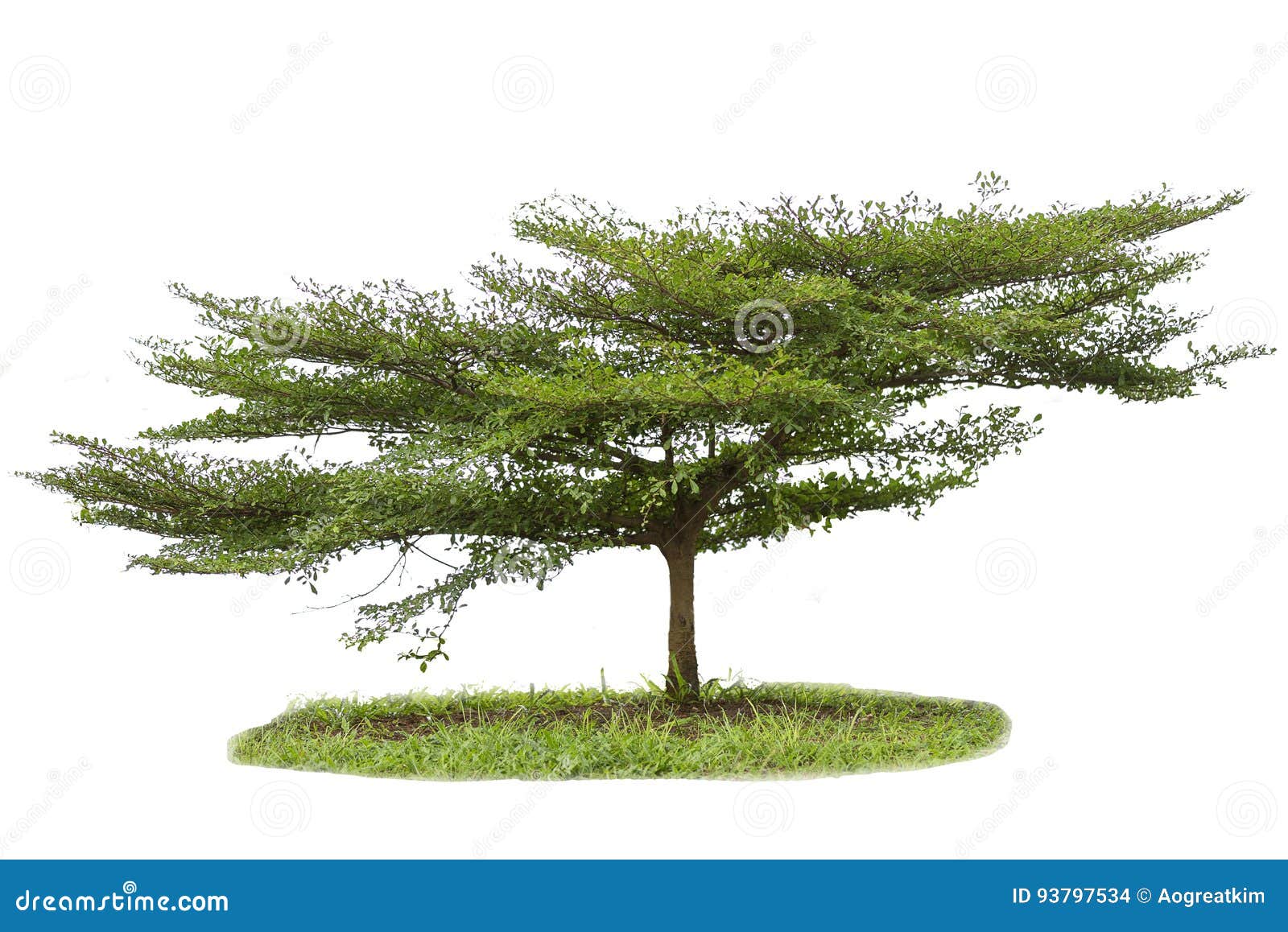 Terminalia Ivorensis Tree Isolated on White Background Stock Photo ...