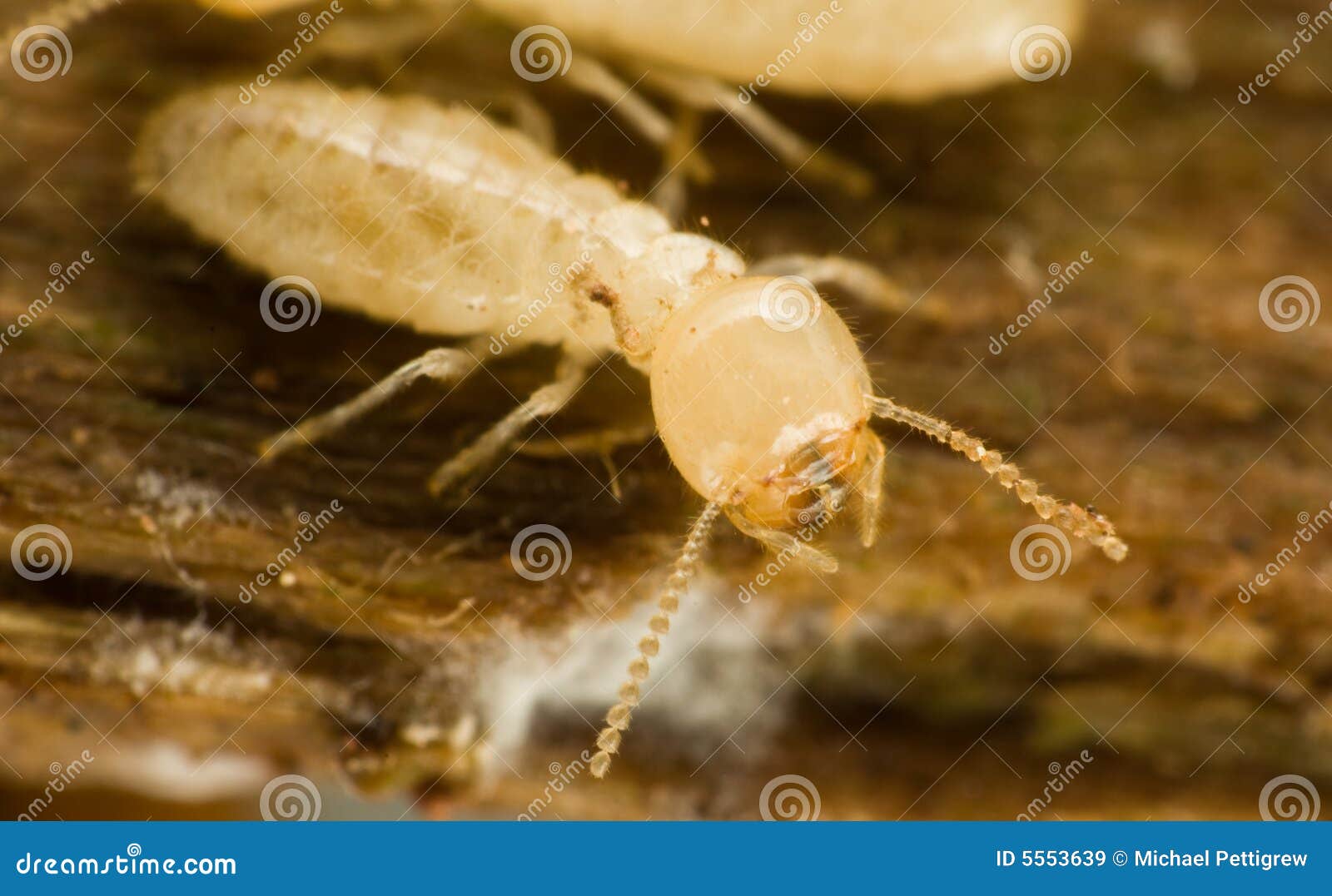 Termita imagen de archivo. Imagen de manojo, detalle, insecto - 5553639