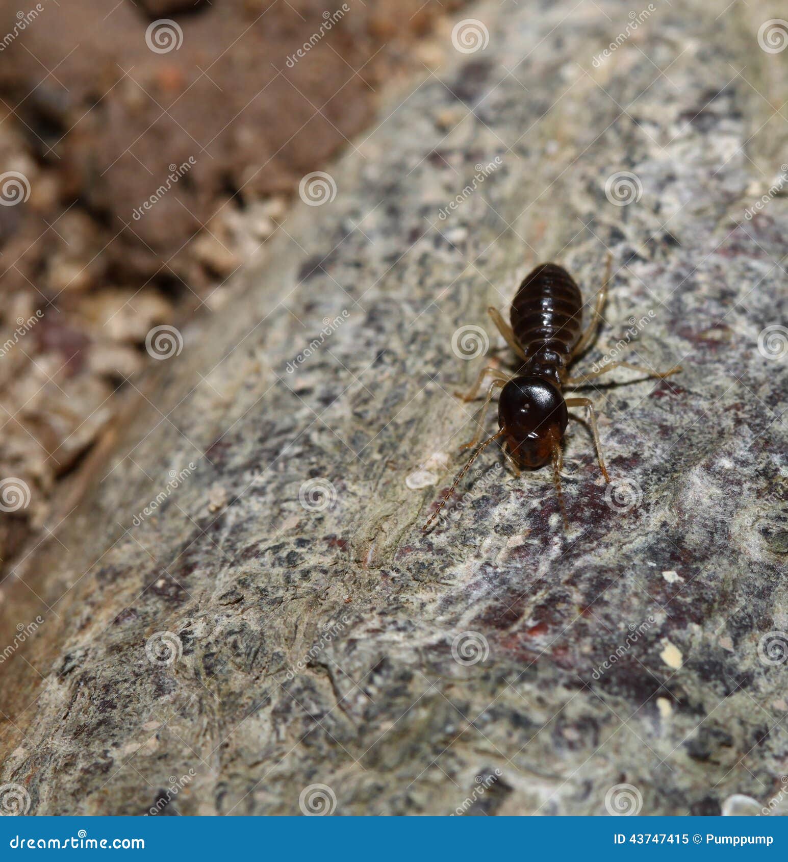 Termita del insecto imagen de archivo. Imagen de macro - 43747415