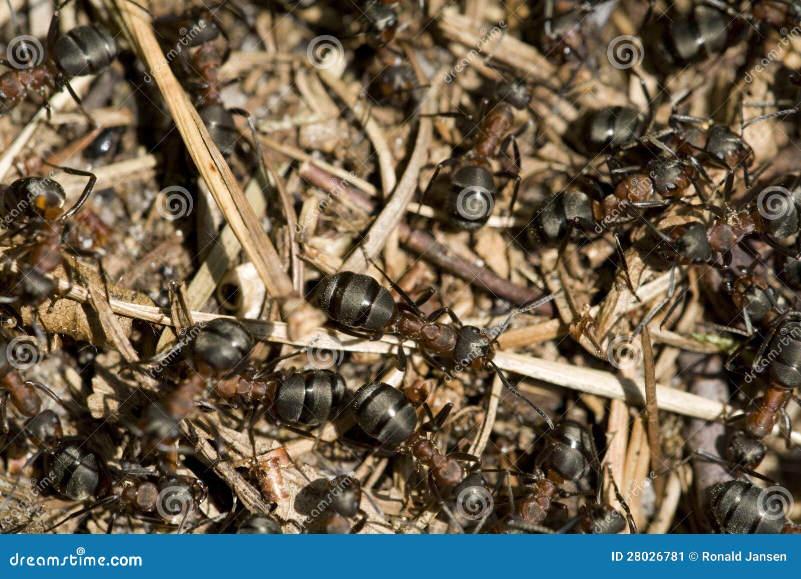 Termita Roja En Las Maderas Imagen de archivo - Imagen de hormiga, rojo ...
