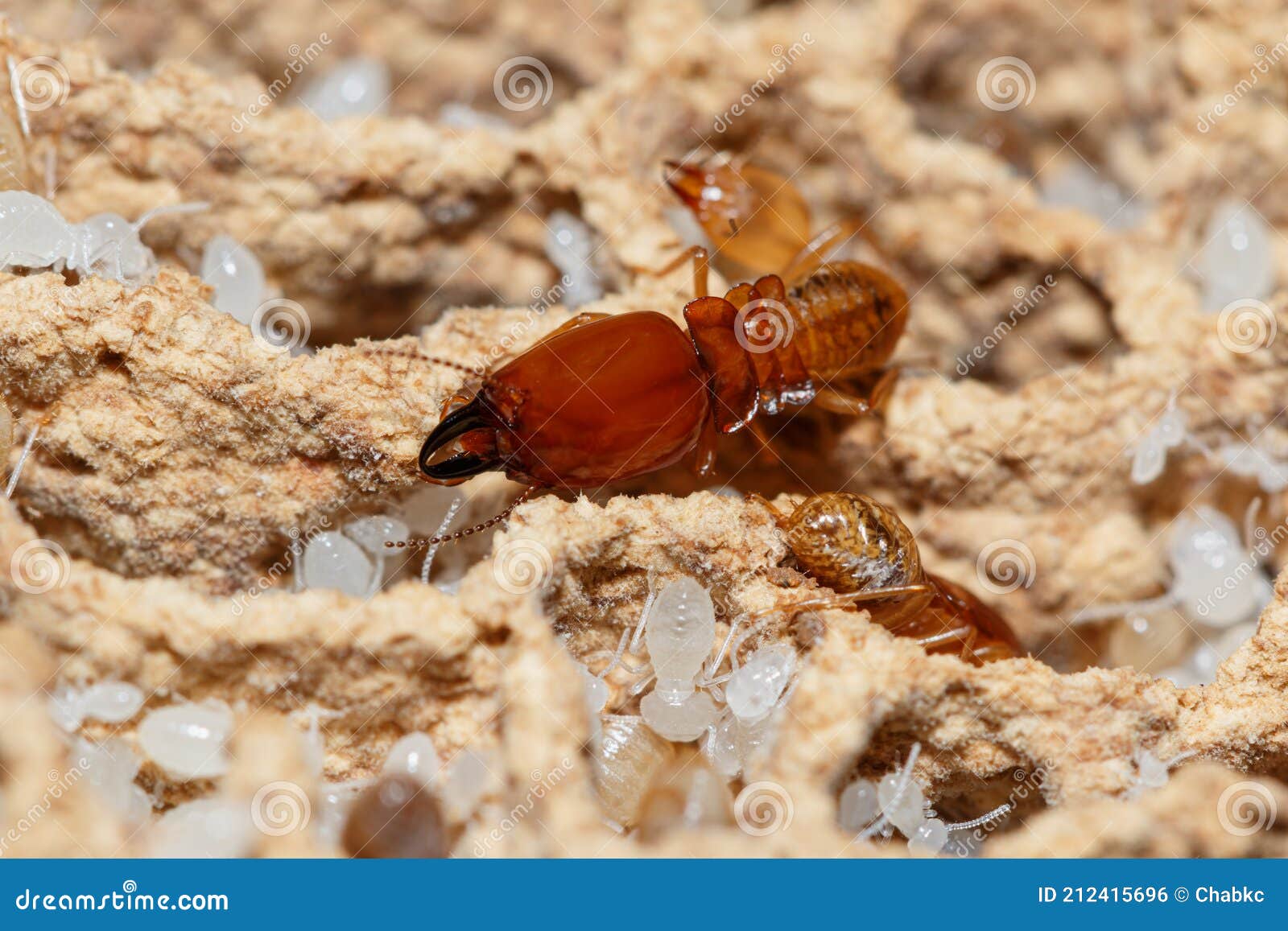 Termita y larvas blancas foto de archivo. Imagen de agujeros - 212415696