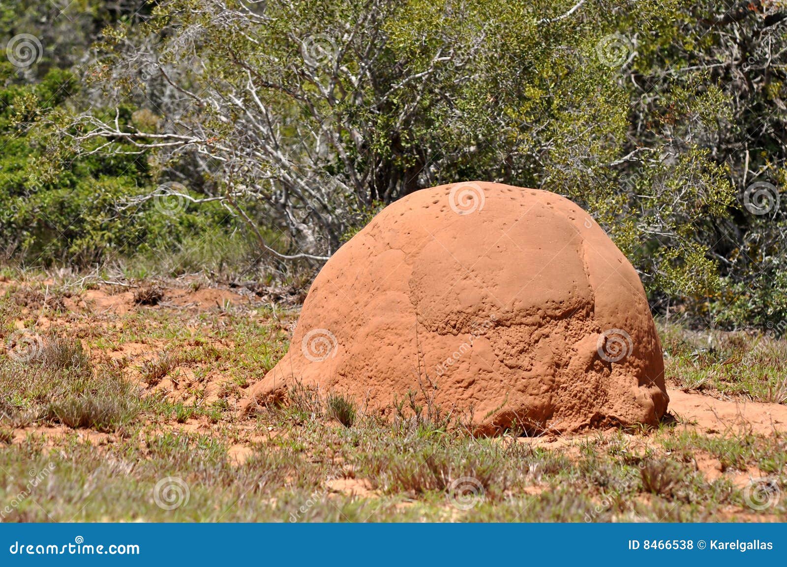 Termitary stock photo. Image of mound, crepy, south, termitarium - 8466538
