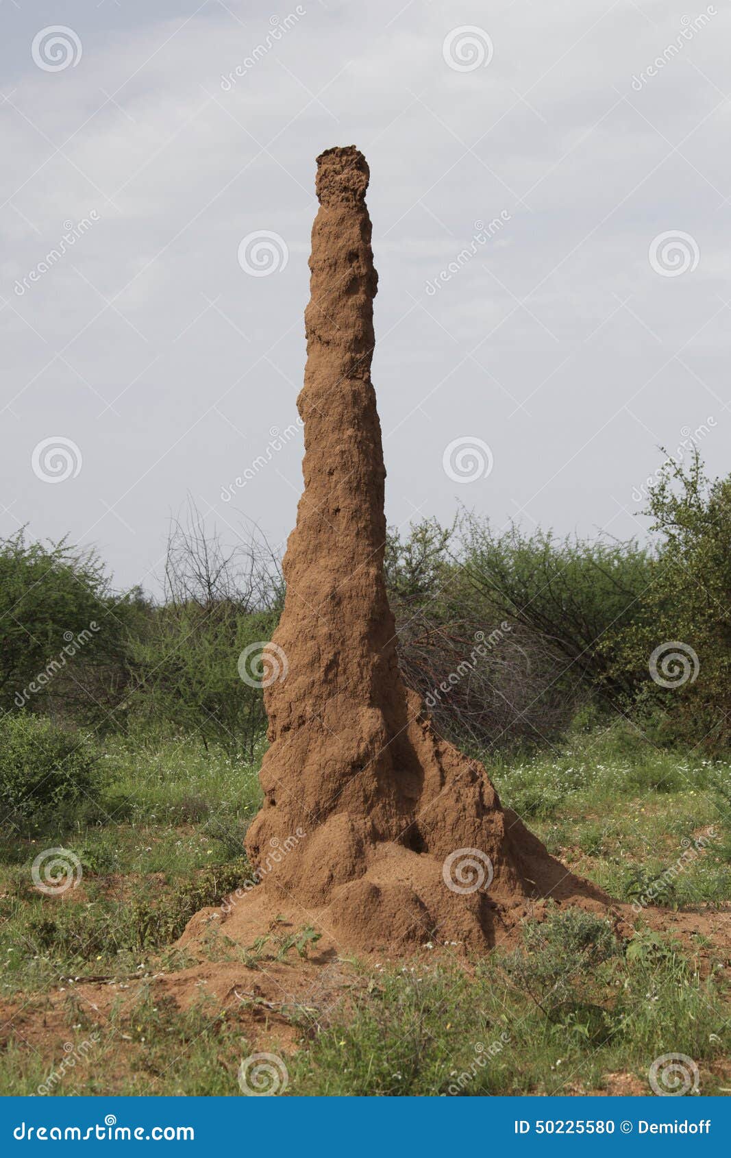 Termitary stock photo. Image of dirt, house, nature, hill - 50225580