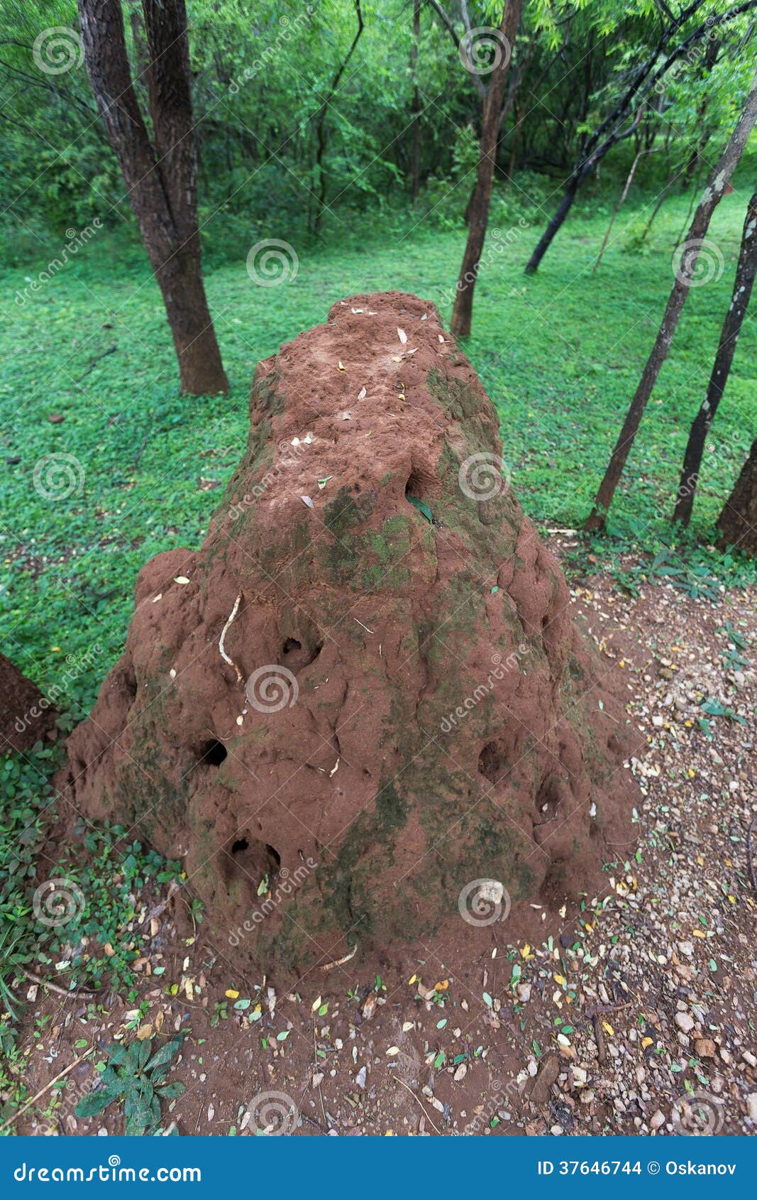 Termitary Ou Colline De Fourmis Blanches Photo stock - Image du ...