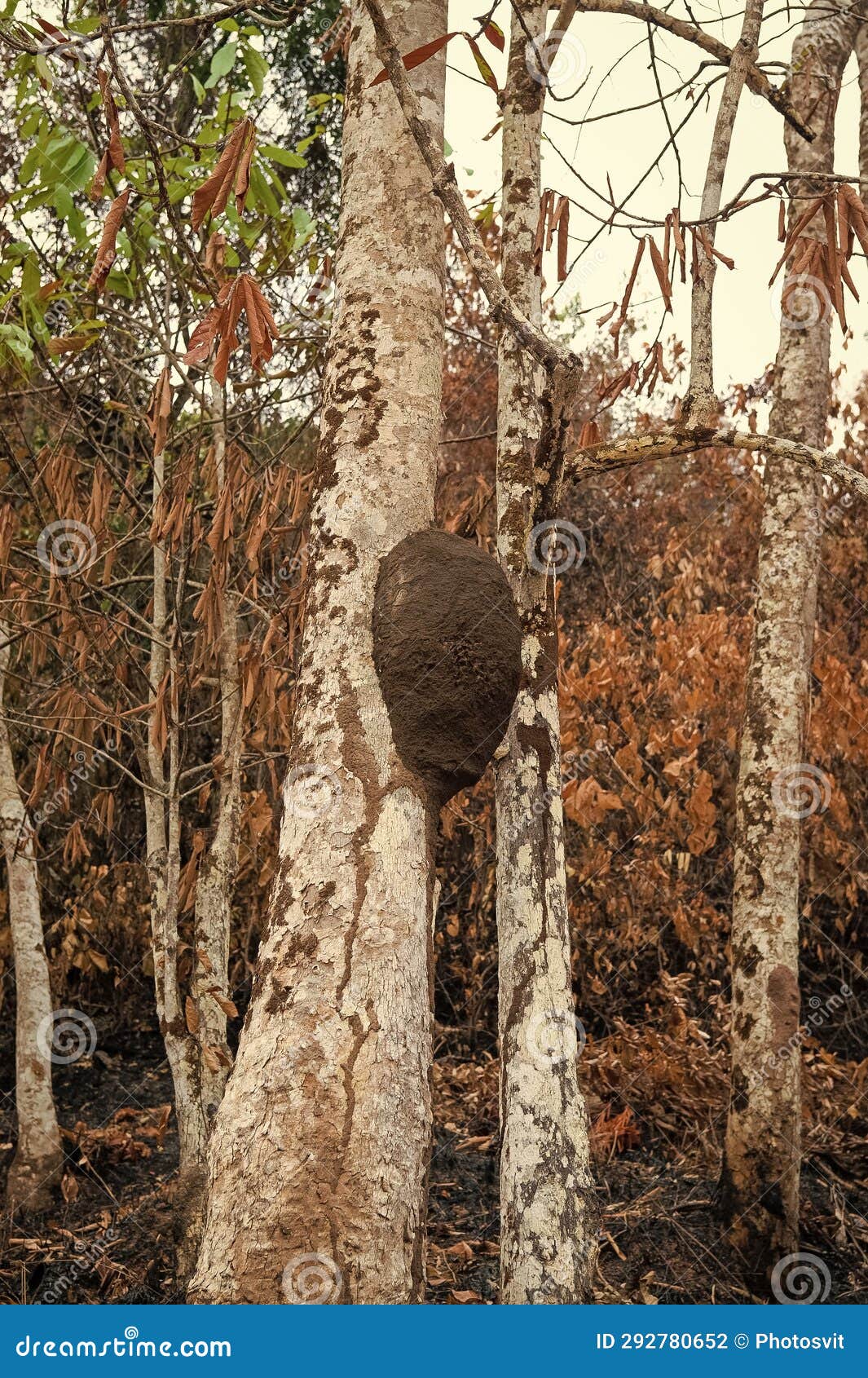 Termitary on the Tree. Termitary Nest Outdoor. Termitary in Forest ...