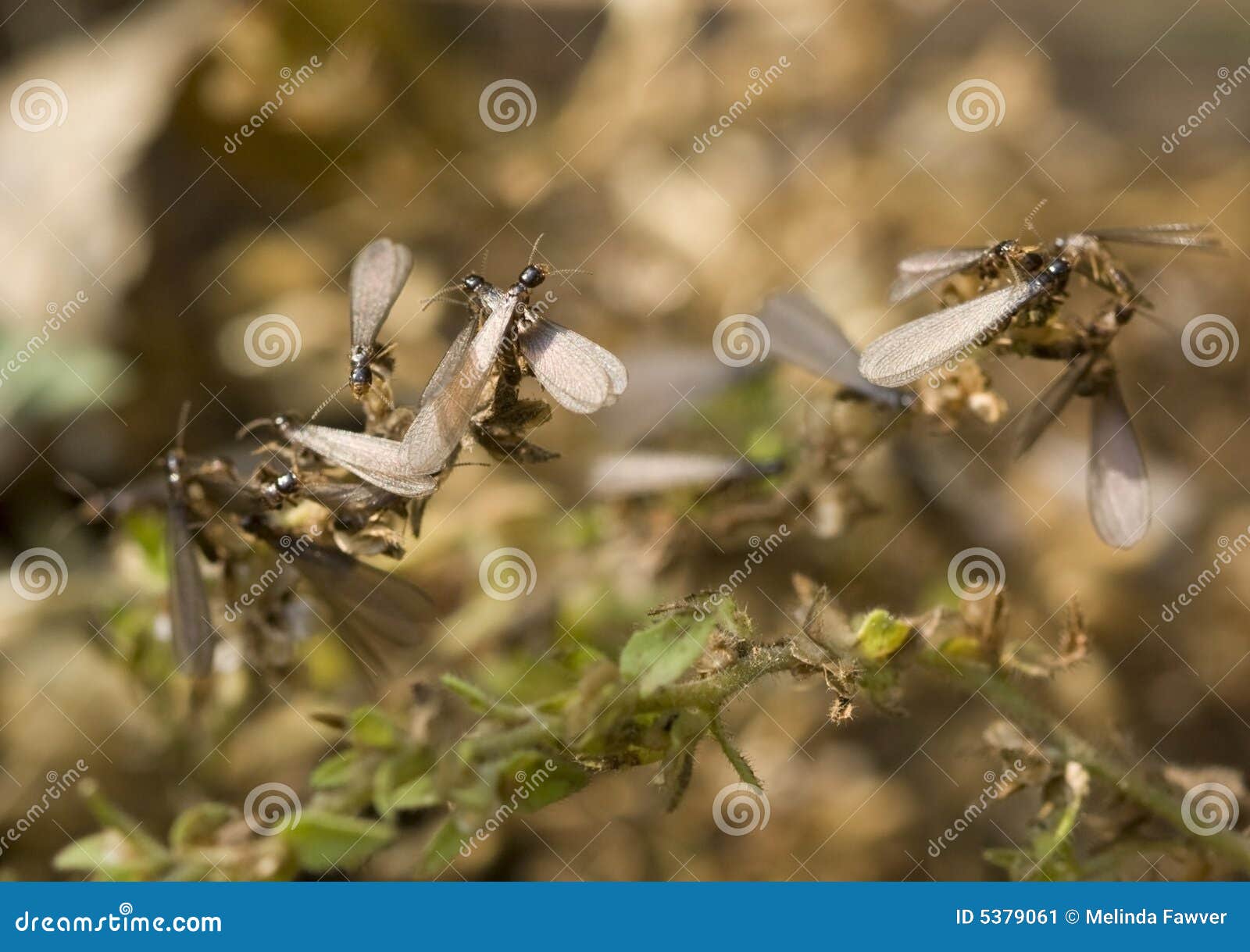 Termitas el pulular imagen de archivo. Imagen de macro - 5379061