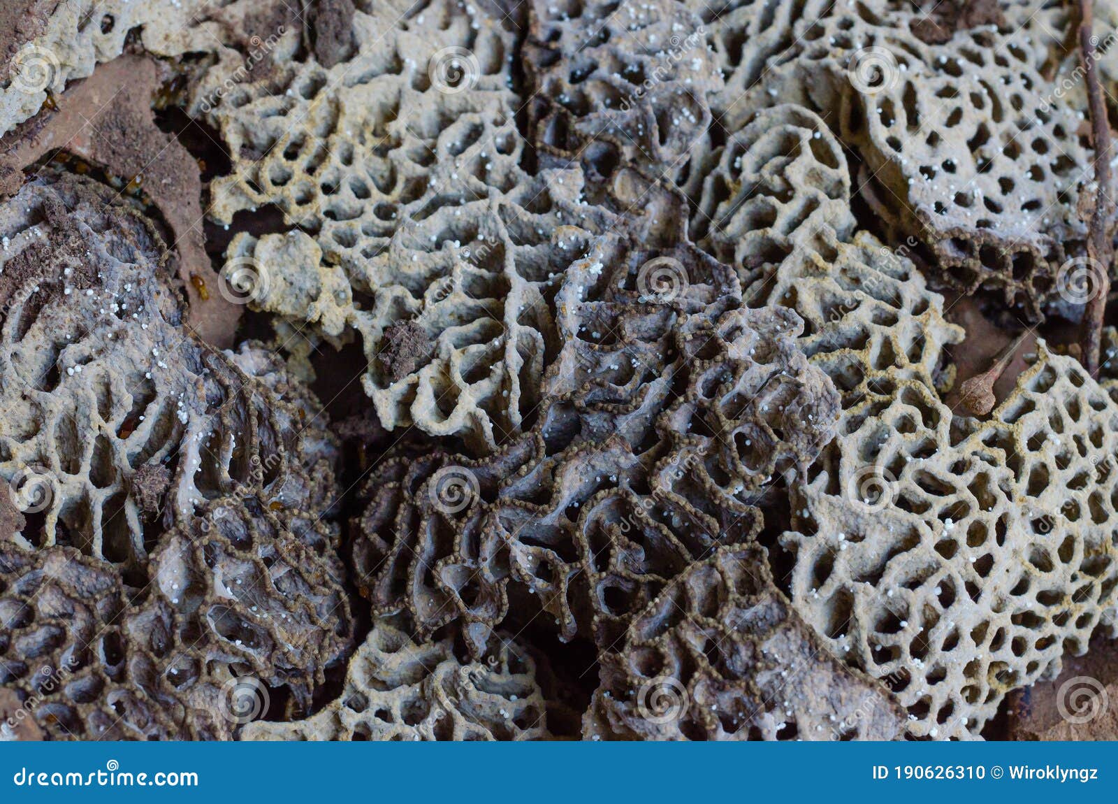 Colony of Termite in Soil. stock photo. Image of pest - 190626310