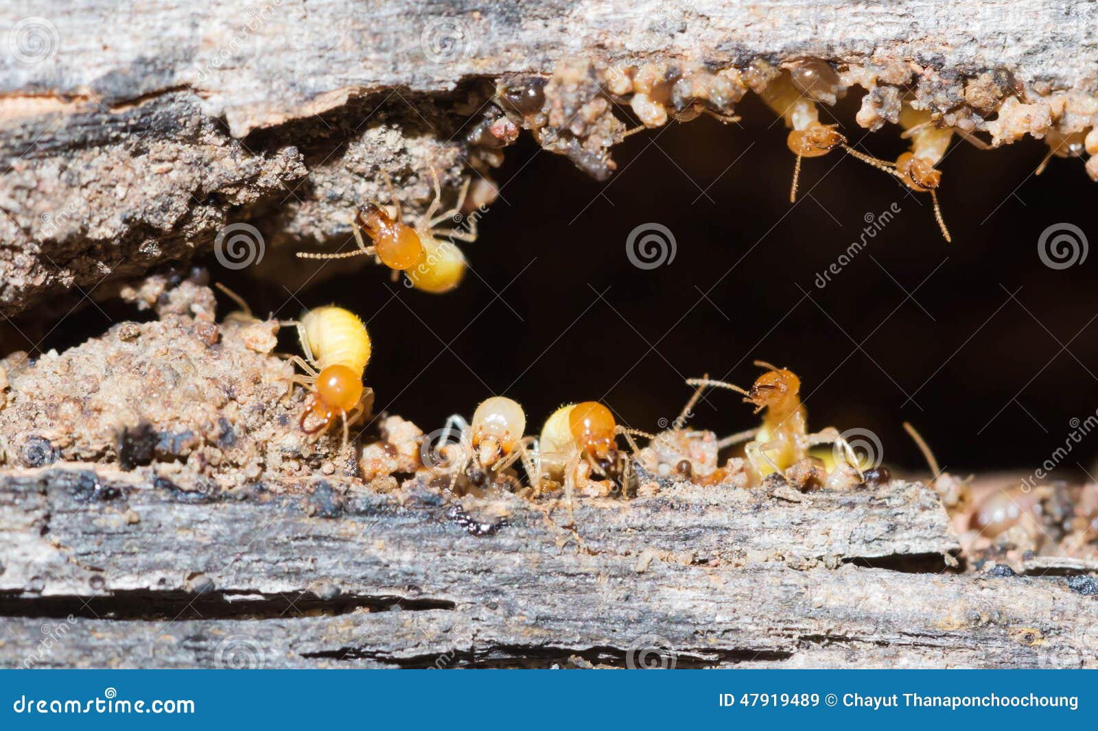 Termite image stock. Image du emboîtement, mangez, fermer - 47919489