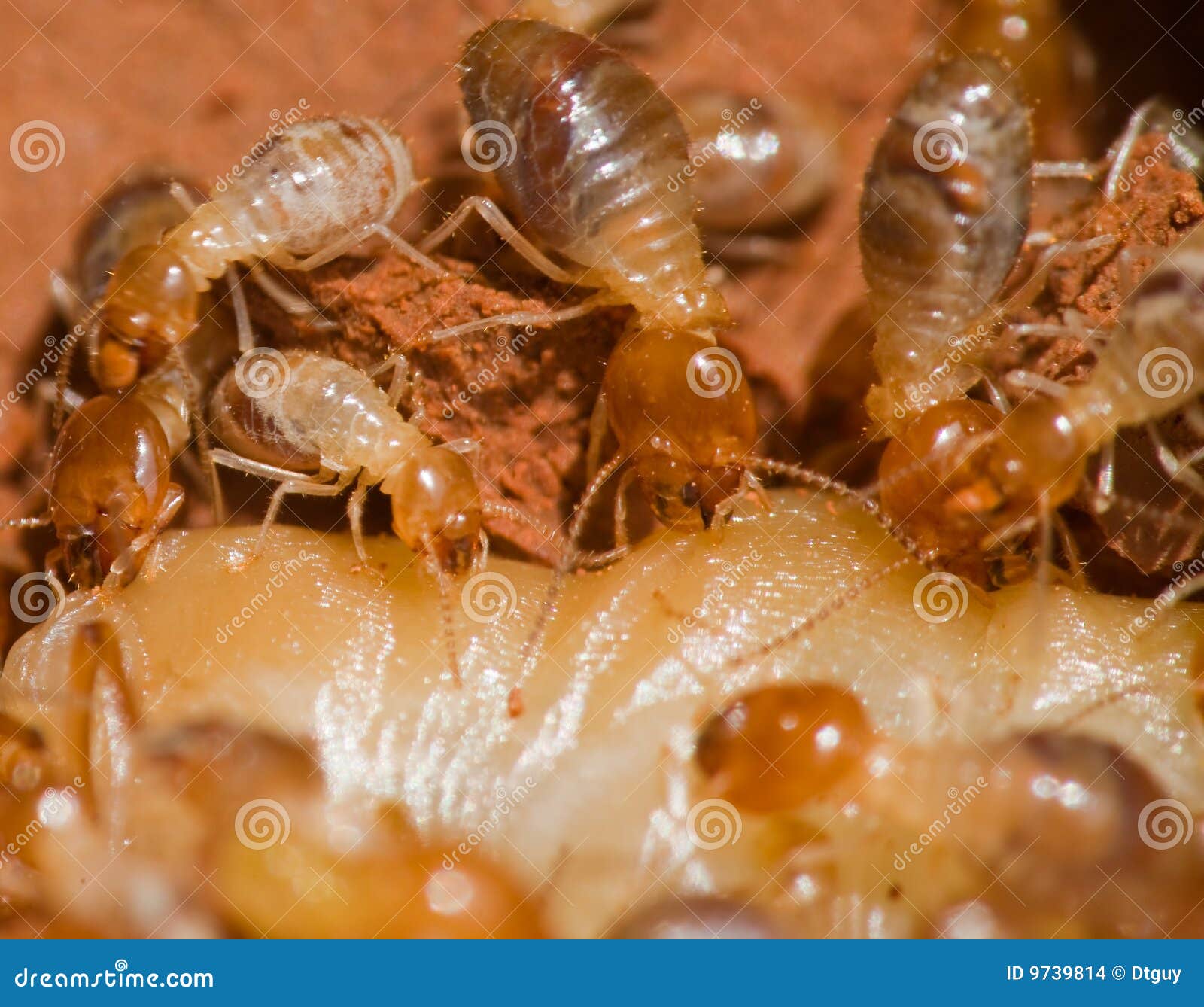 Termite stock photo. Image of closeup, couple, soil, macro - 9739814