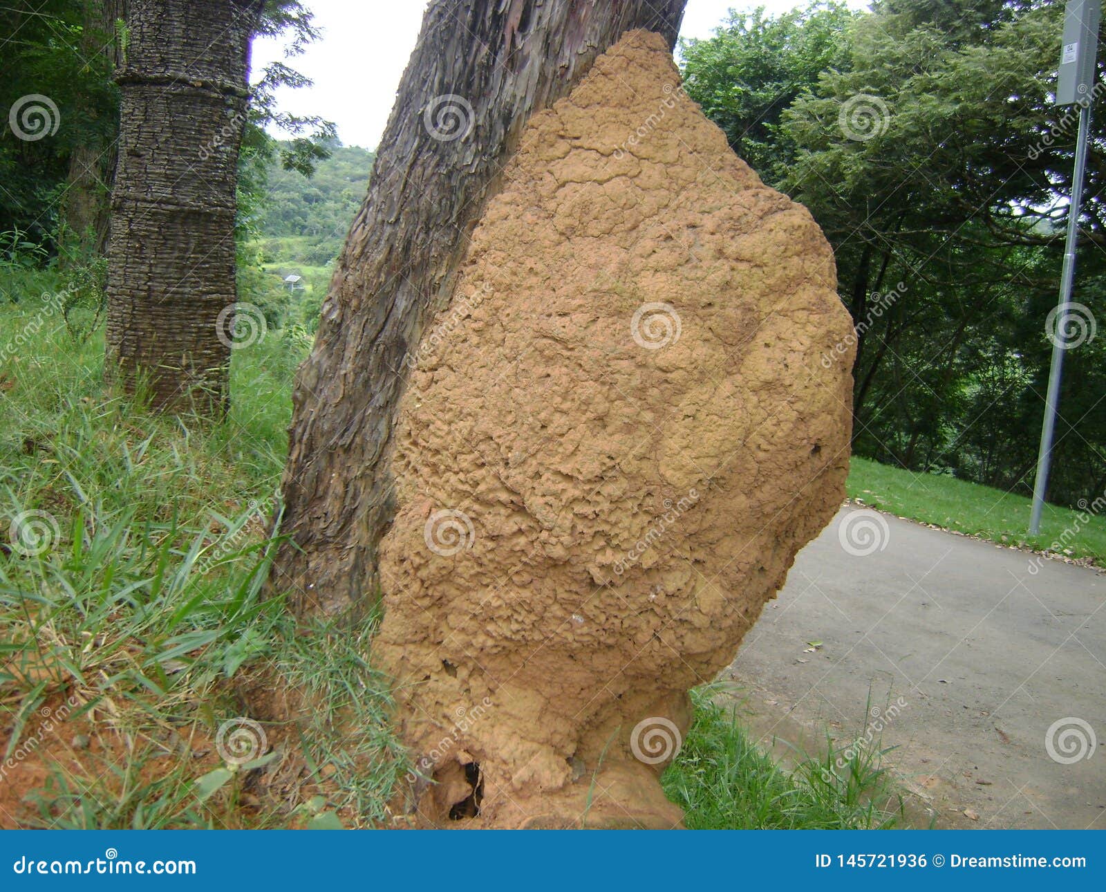Termite, Ant House, Build Out of Normal, on the Trunk of a Tree Stock ...