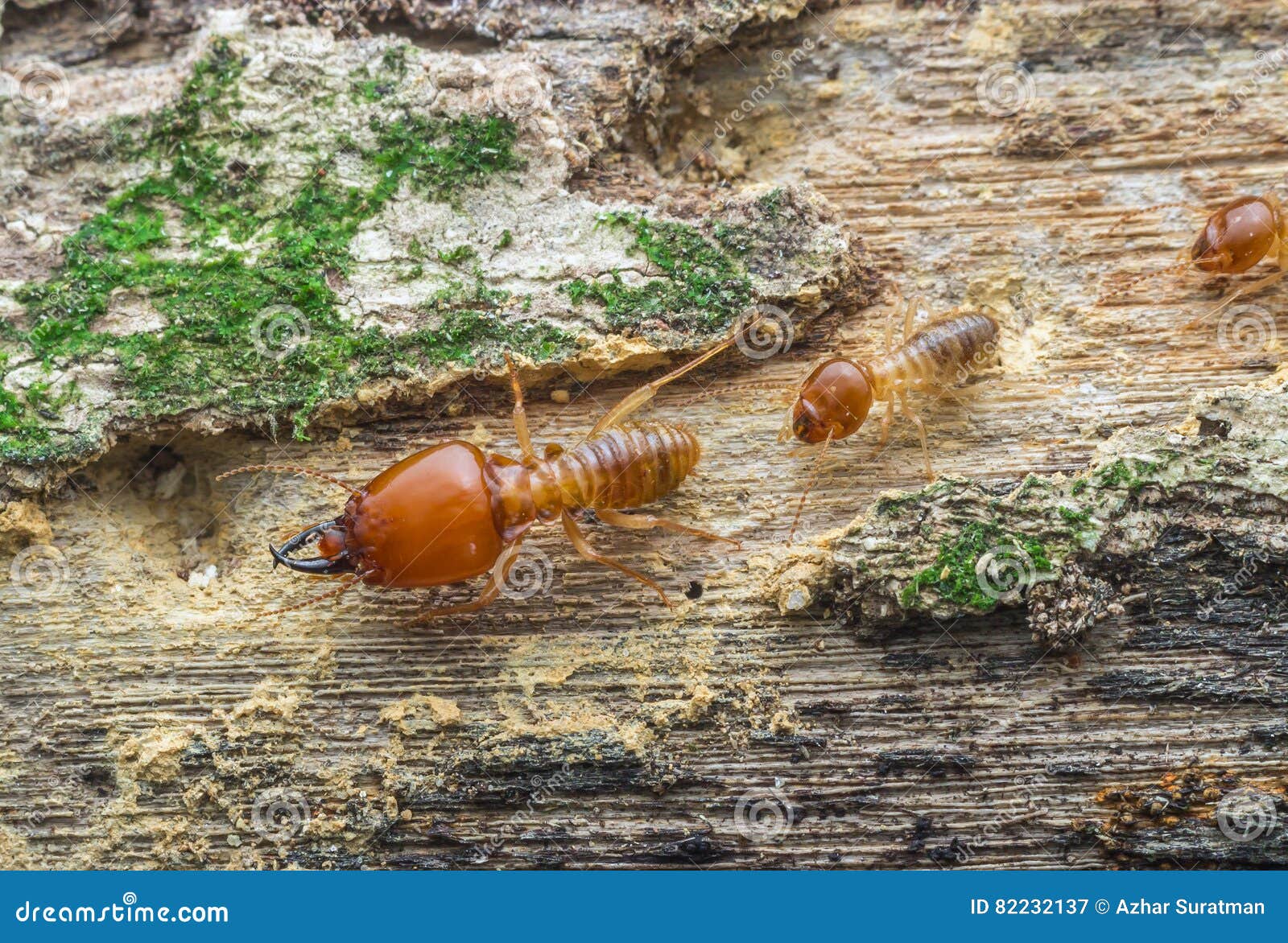 Termite Ant stock image. Image of tree, oren, follow - 82232137