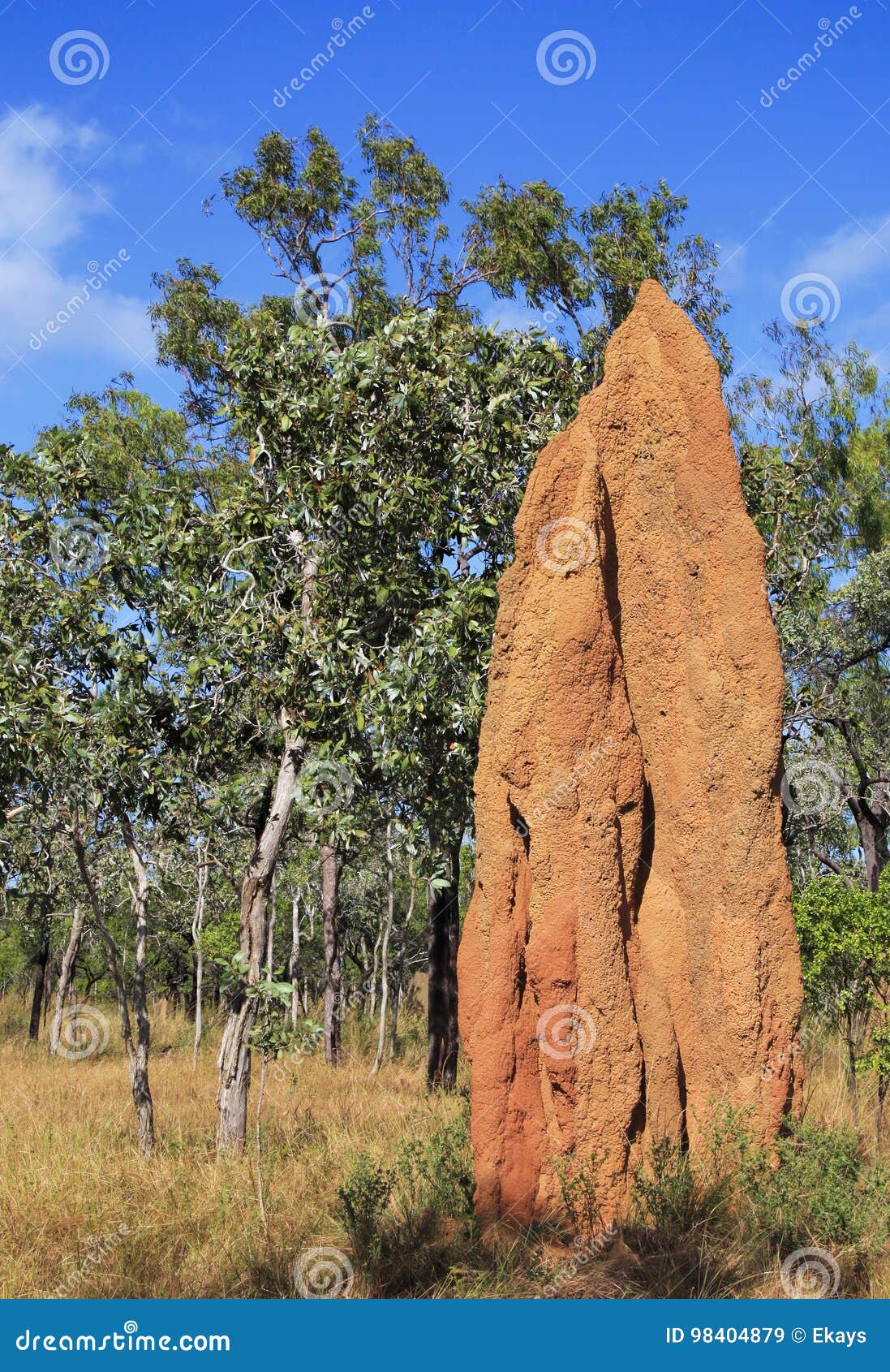 Termite ant hill Australia stock image. Image of blue - 98404879