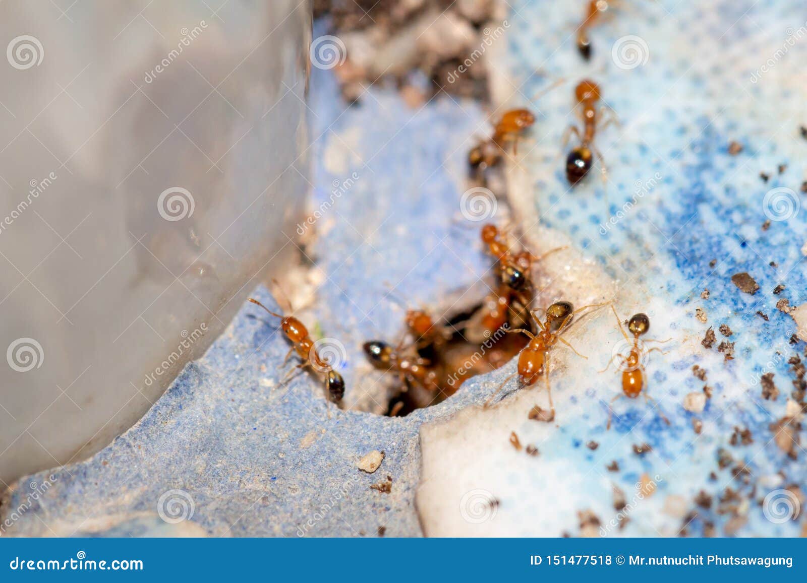 Termite Attack - Close Up of Termites Stock Photo - Image of insect ...