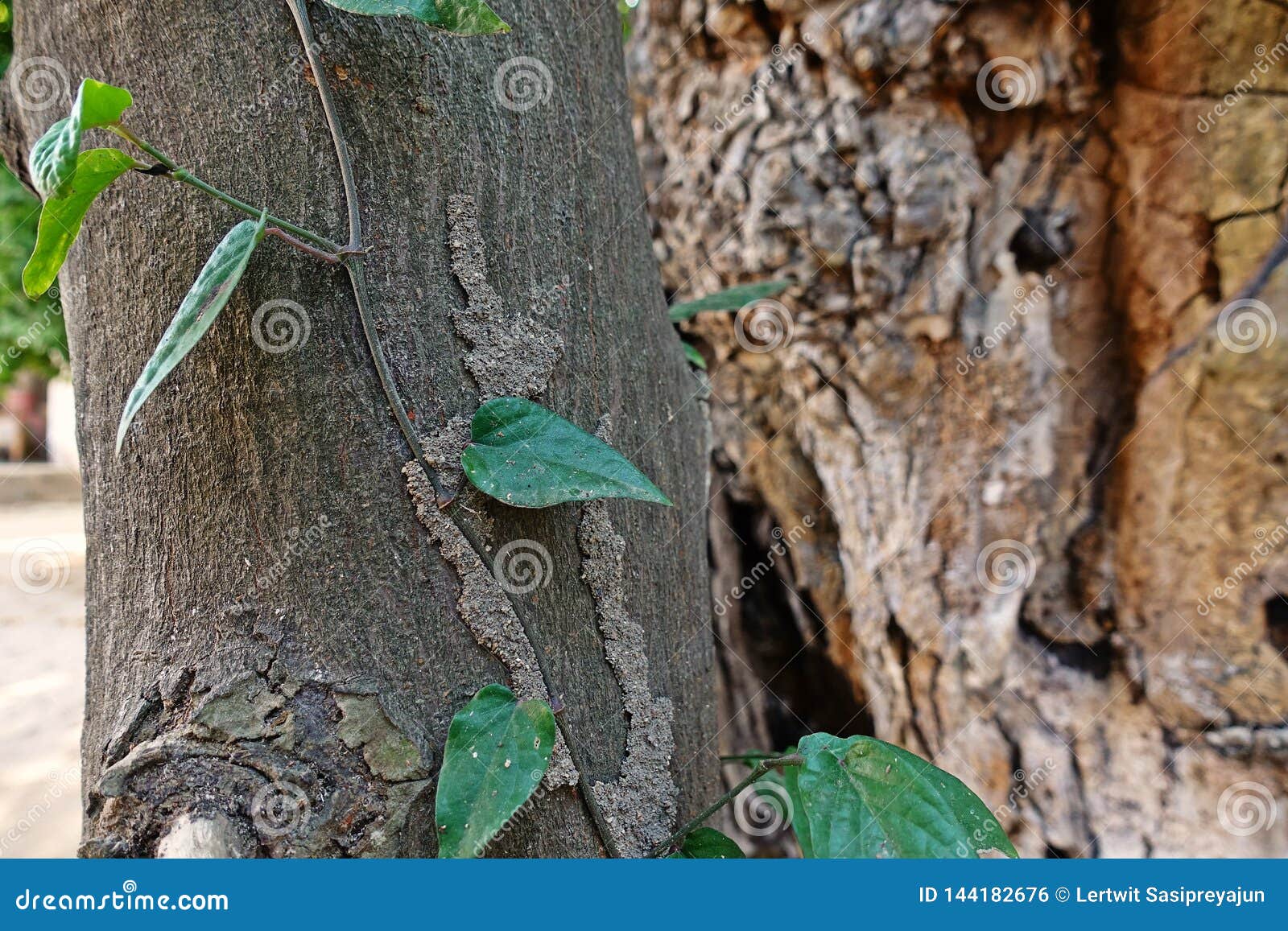 Termite Caste Pathway on Living Tree Trunk Stock Photo - Image of ...