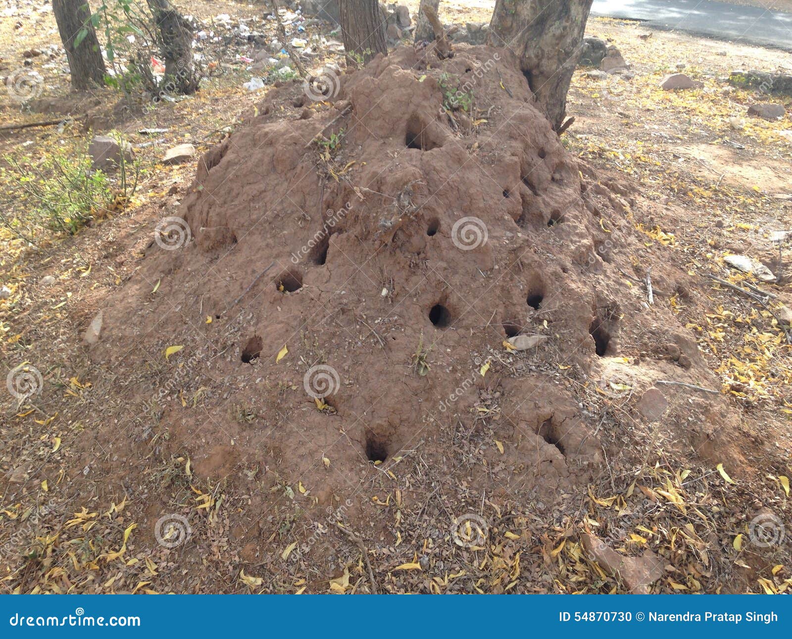 Termite colony stock photo. Image of colony, termite - 54870730