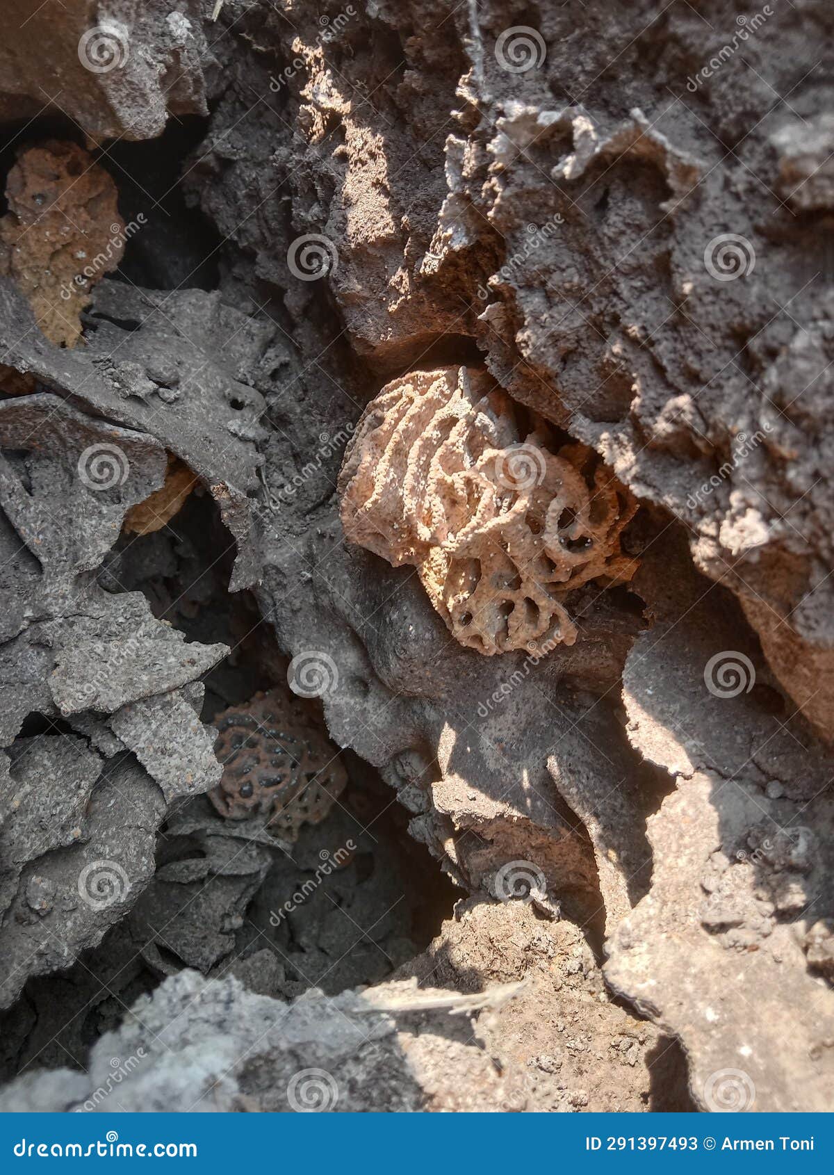 Termite colony stock image. Image of colony, termites - 291397493
