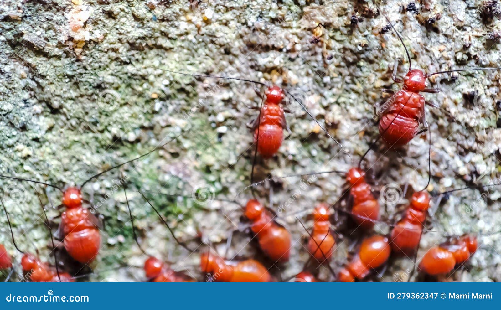 Termite colony s stock image. Image of beetle, soil - 279362347