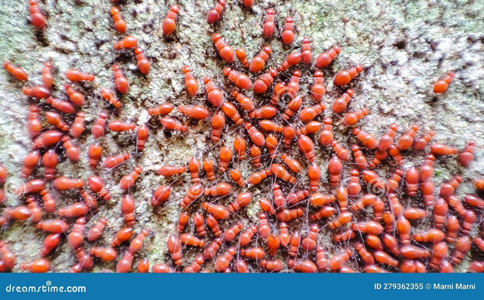 Termite colony s stock image. Image of nest, termite - 279362355