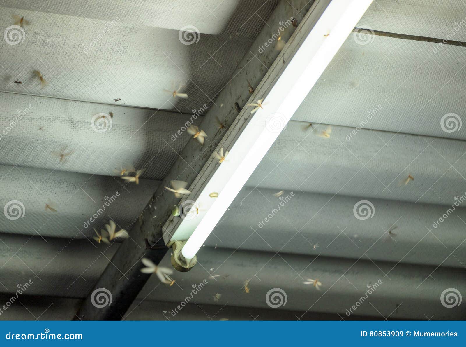 Termite Crowd Flying Around Lamp Lighting Front House Stock Image ...