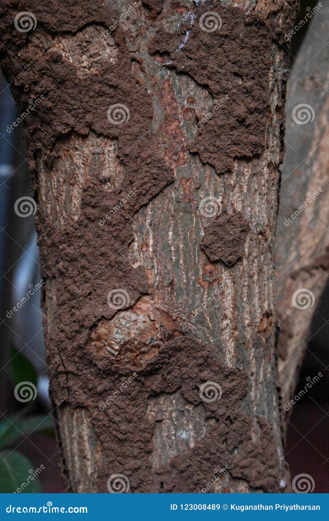 Termite damage stock image. Image of material, background - 123008489