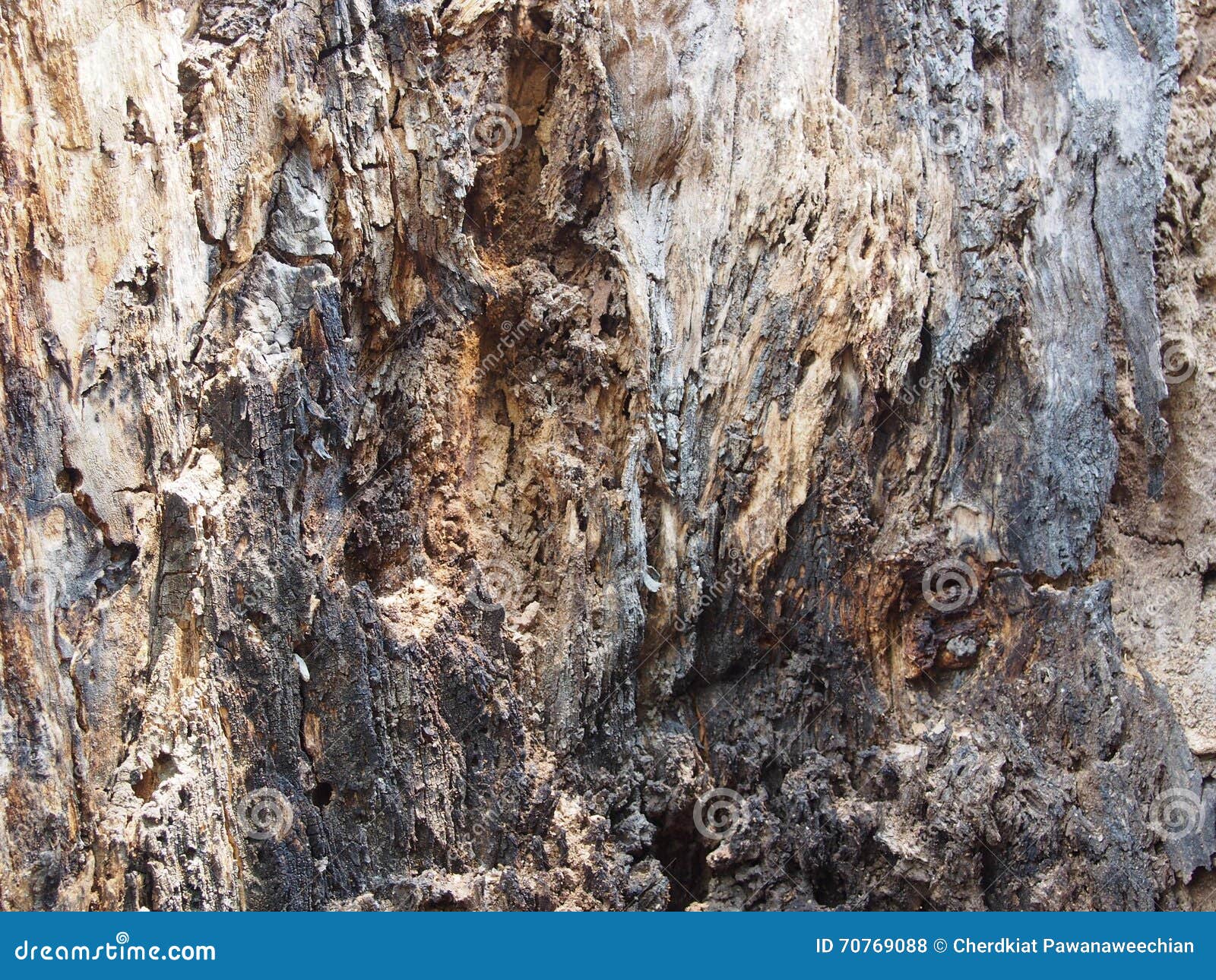 Termite Damage Old Rotten Tree Stock Photo - Image of waste, drywood ...
