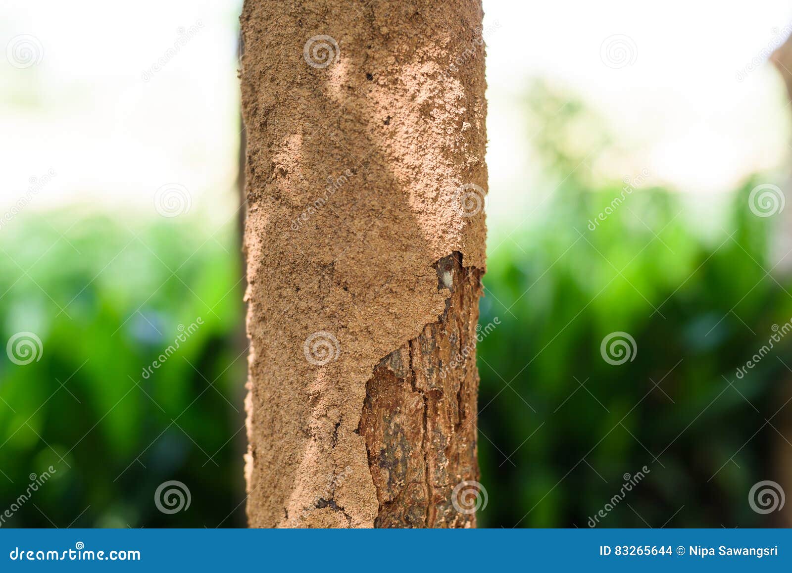 Termite damage on old tree stock photo. Image of structure - 83265644