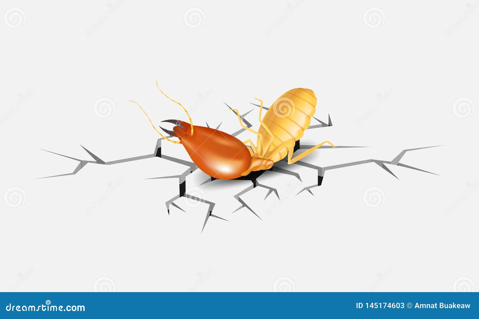 Termite, Dead Termites on Crack White Grey Background, Dead Termite on ...