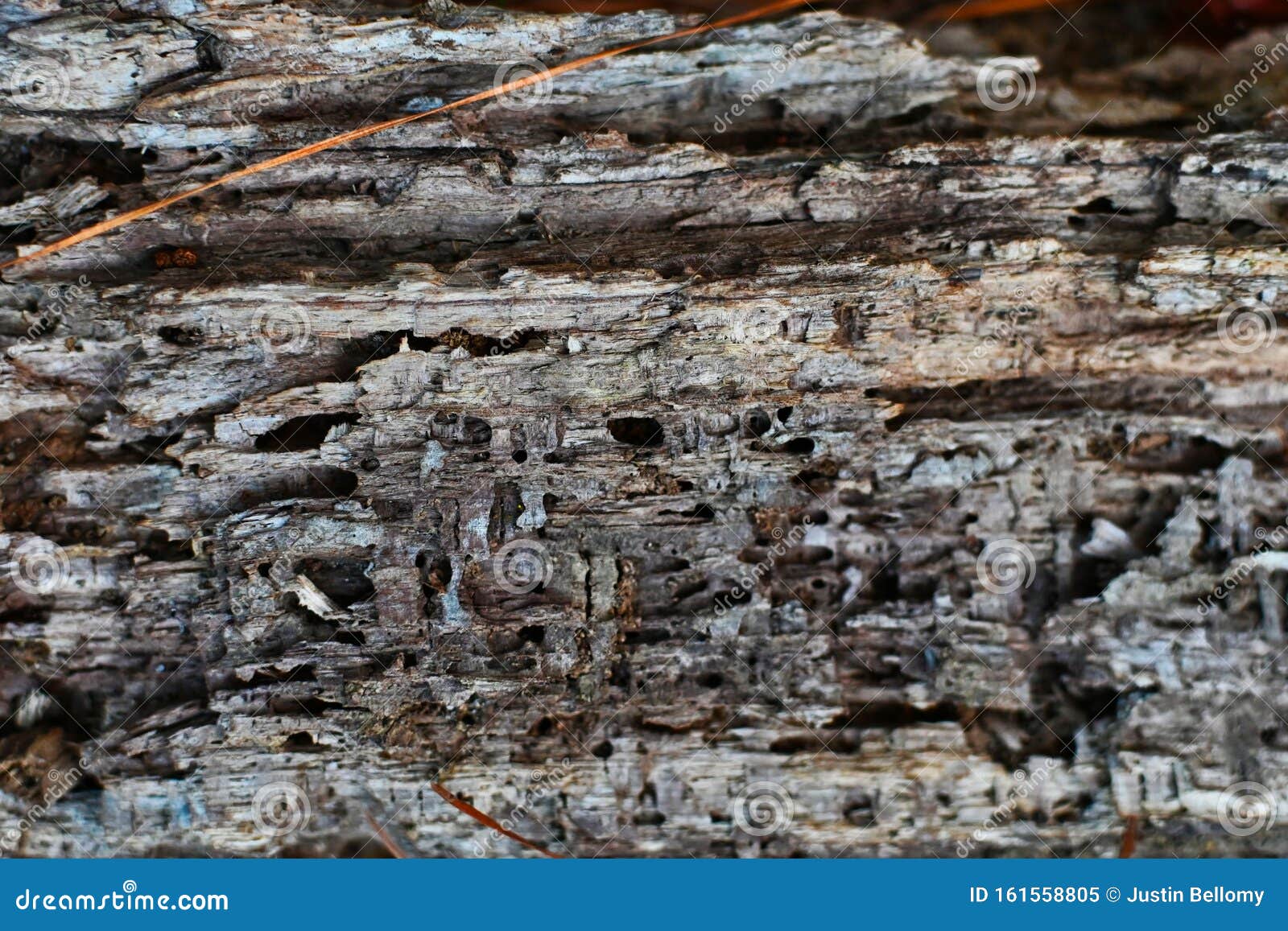 Termite Destroyed Logs in the Woods. Stock Image - Image of lone, woods ...