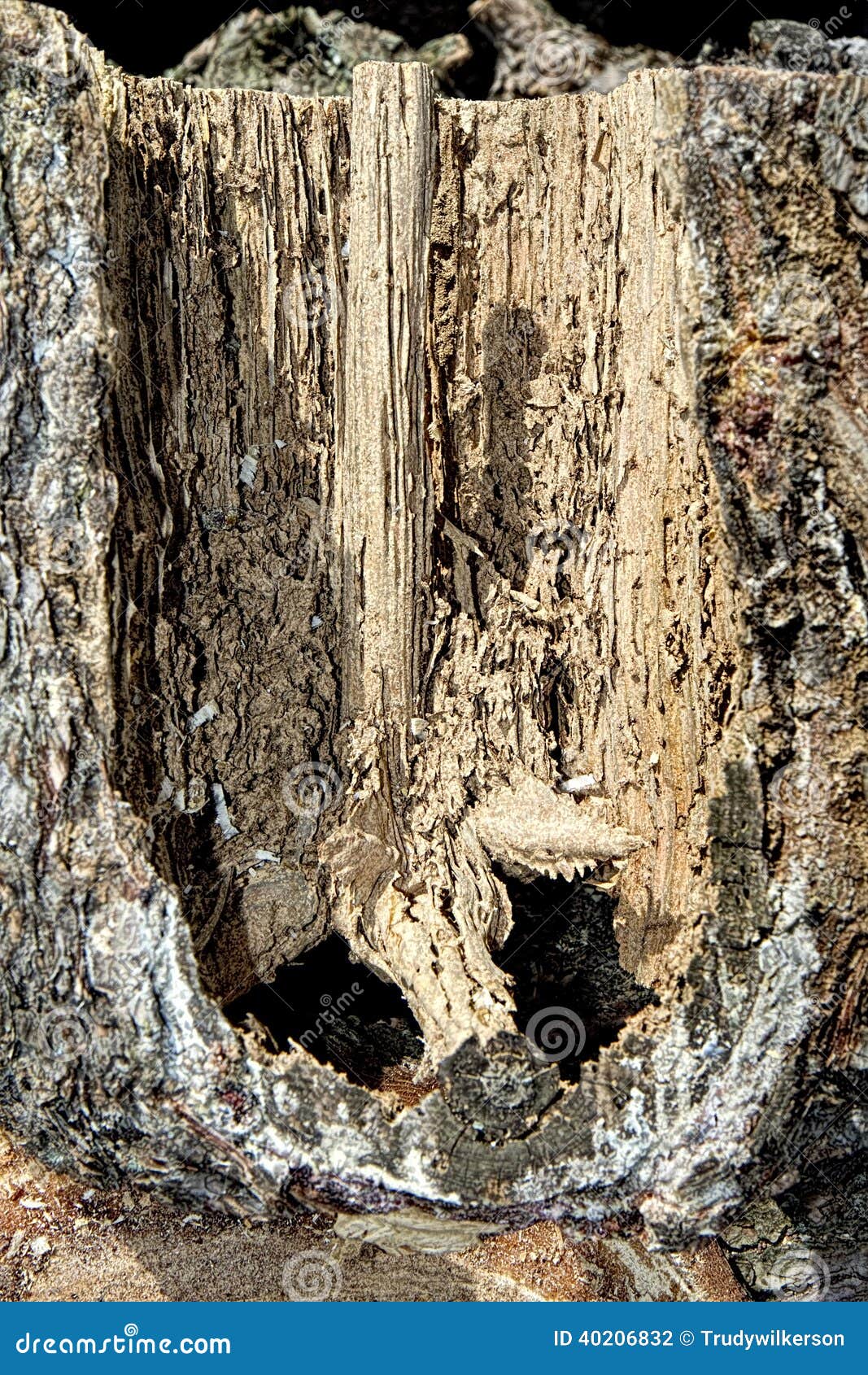 Termite Destruction Inside Pine Tree Trunk Stock Photo - Image of ...