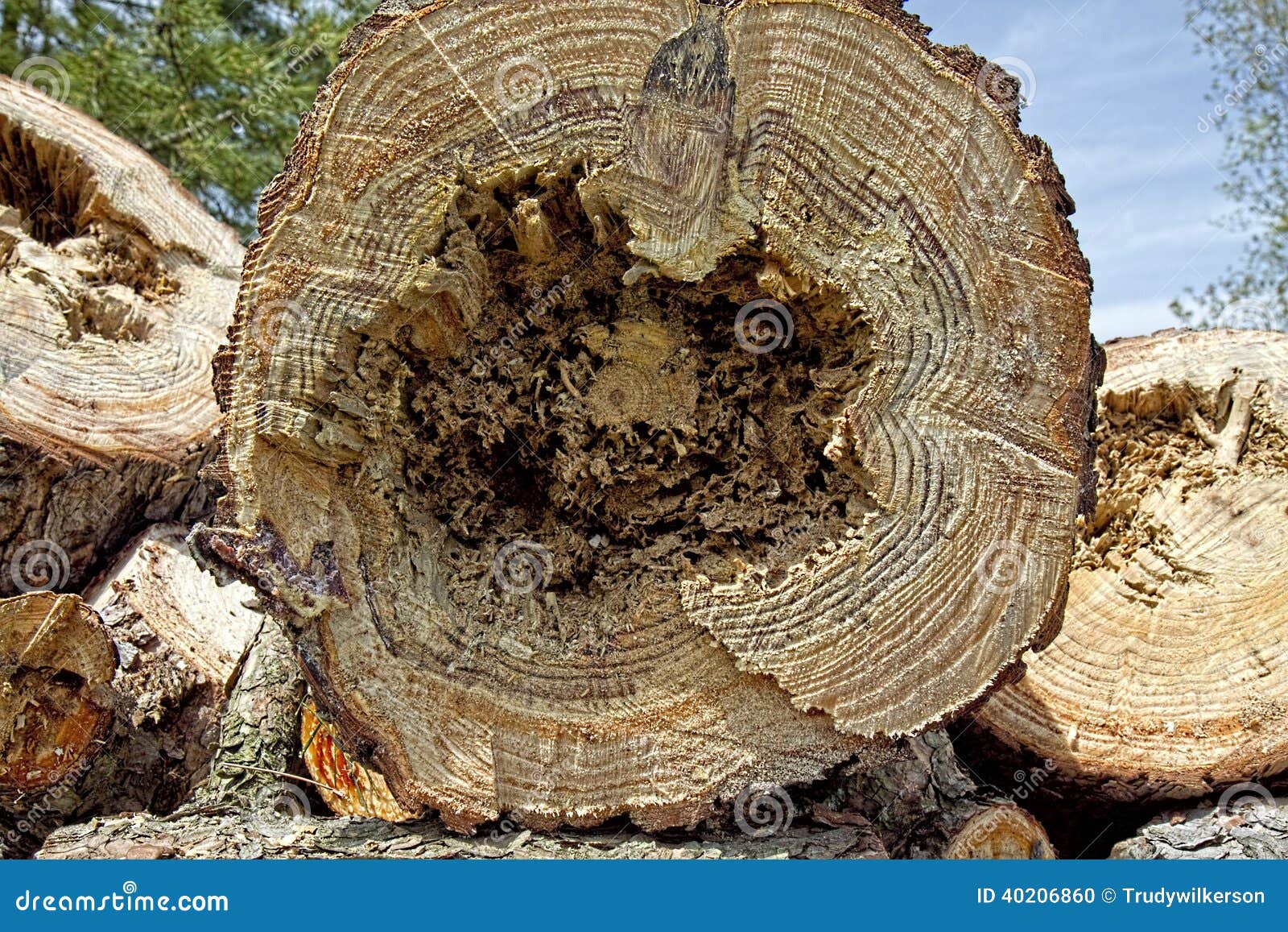 Termite Destruction Inside Pine Tree Trunk Stock Photo - Image of ...