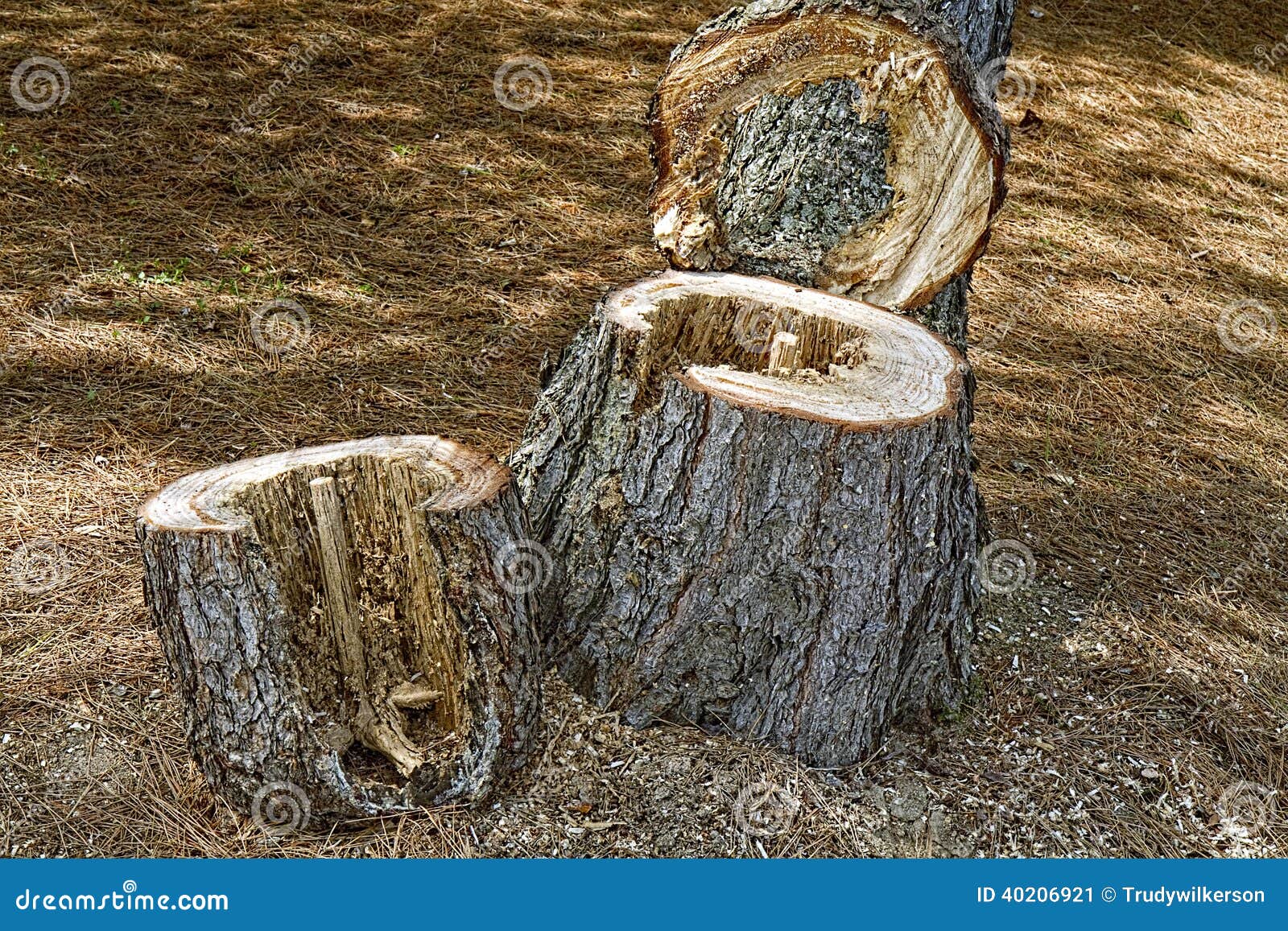 Termite Destruction Inside Pine Tree Trunk Stock Image - Image of piece ...