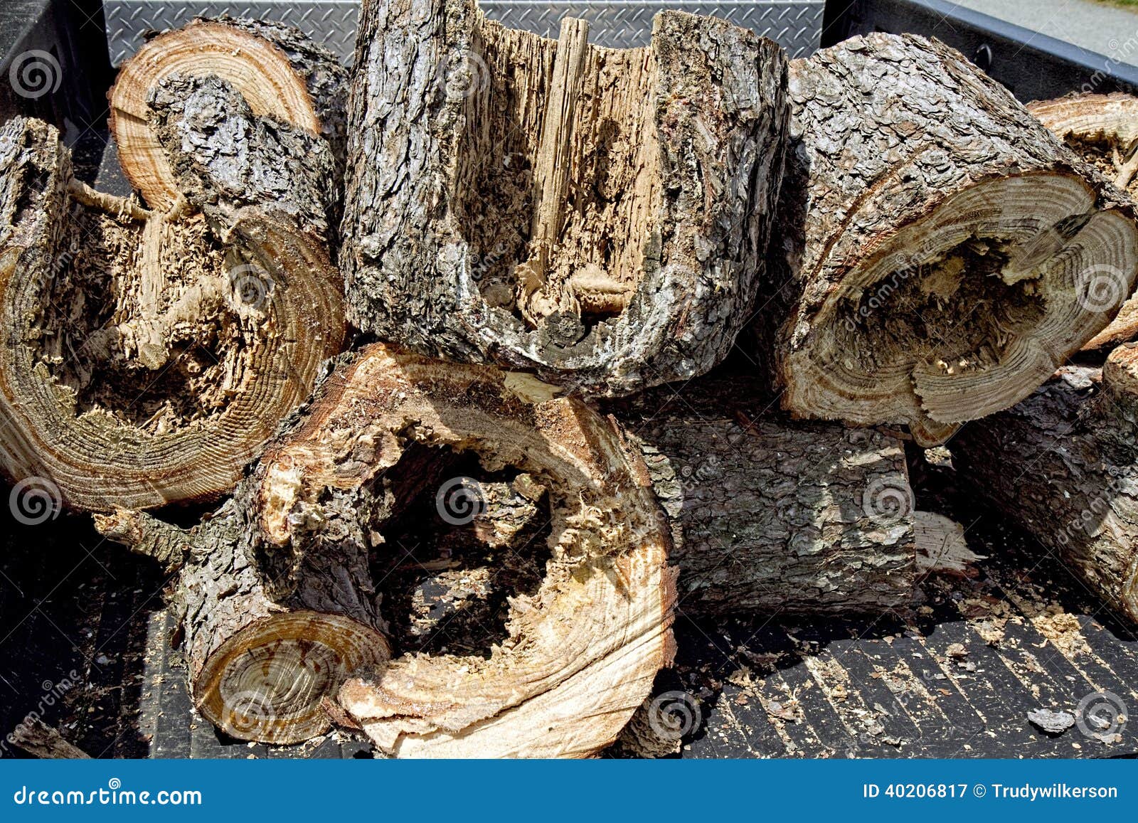 Termite Destruction Pine Tree Stock Image - Image of travel, family ...