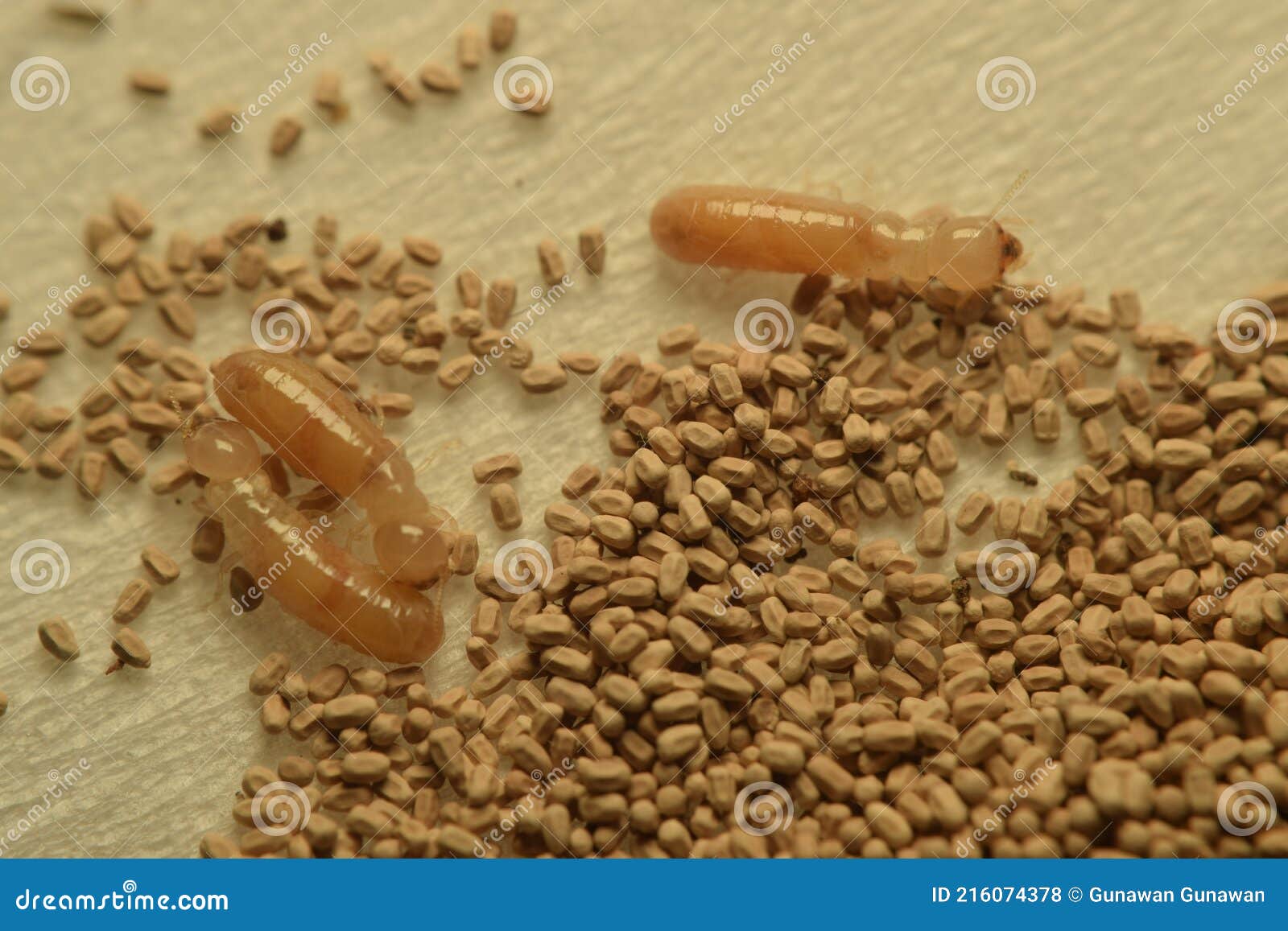 Termite Excrement and Three Termite. Stock Photo - Image of frass ...