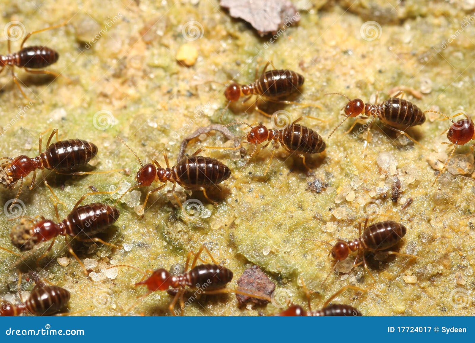 Termite group go back stock image. Image of eater, lumber - 17724017
