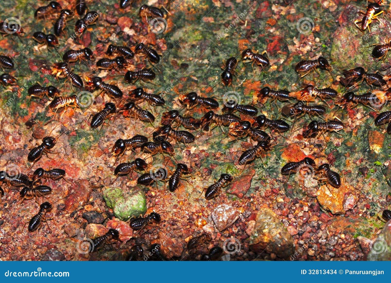 Termite stock photo. Image of wood, eater, soil, eastern - 32813434