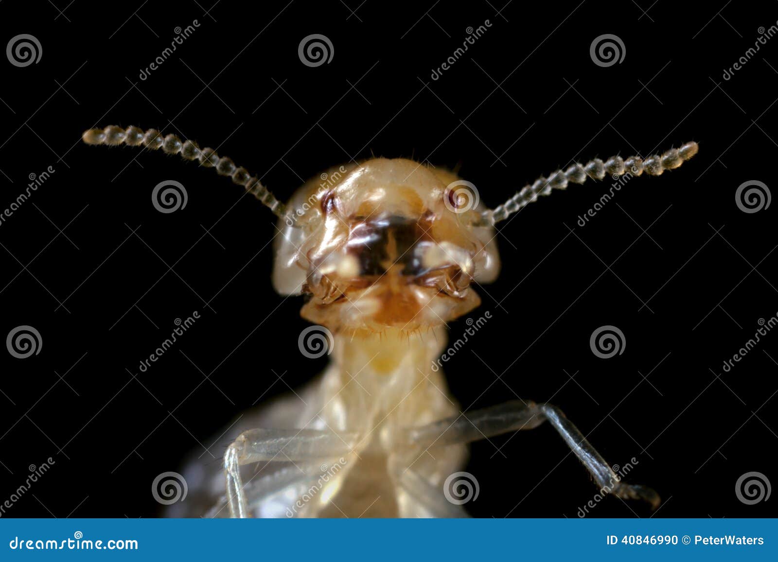 Termite head focus stock photo. Image of macro, worker - 40846990